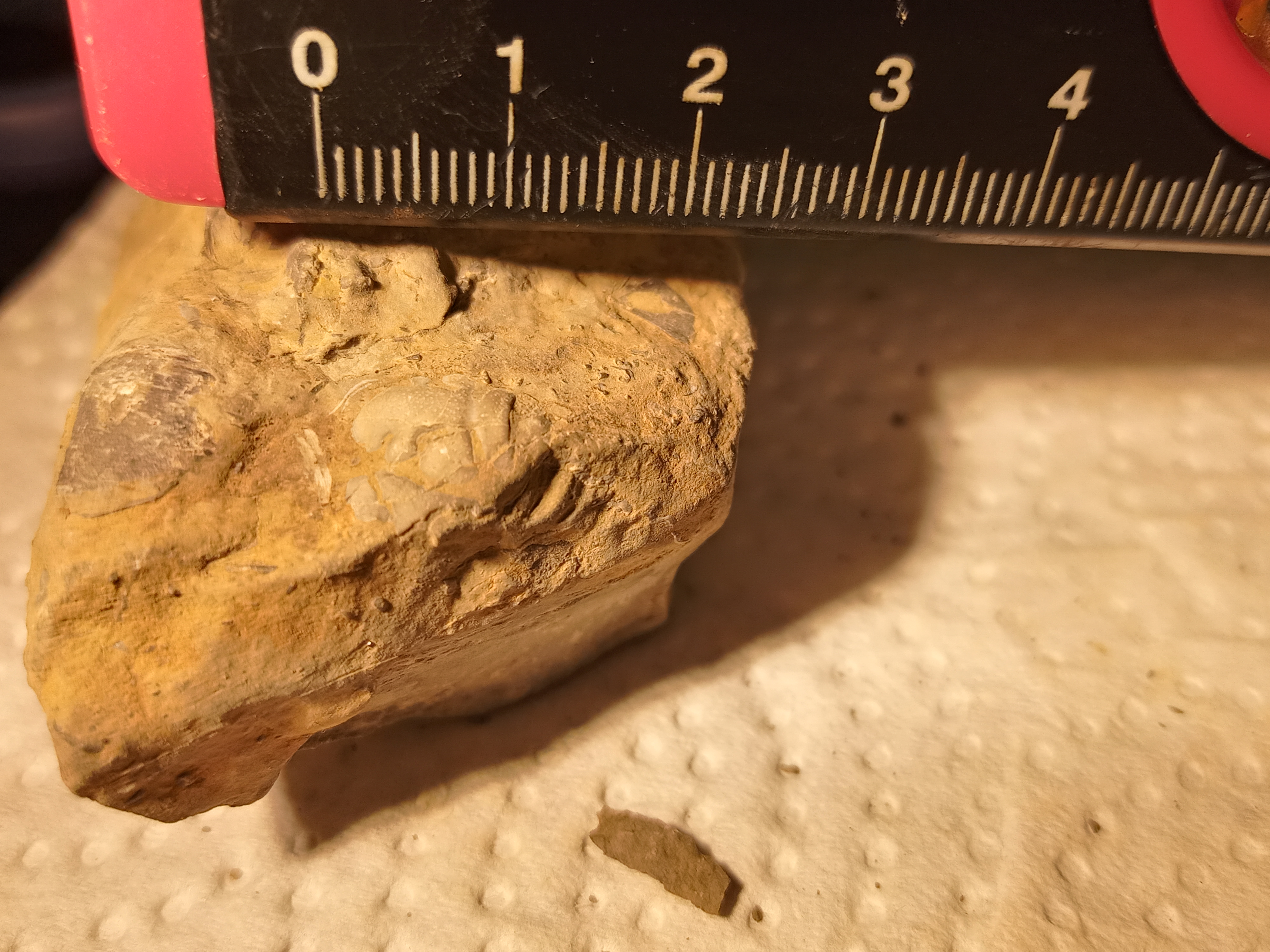 Trilobite head - Fossil ID - The Fossil Forum