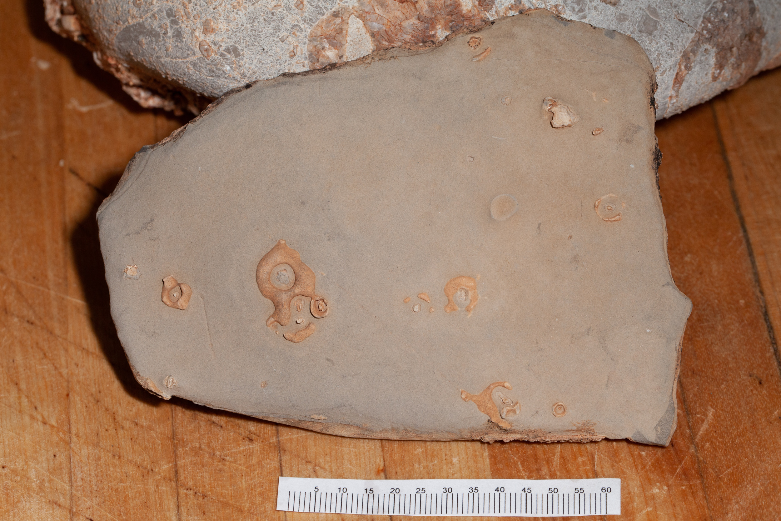 Fossilized raindrops? - Fossil ID - The Fossil Forum