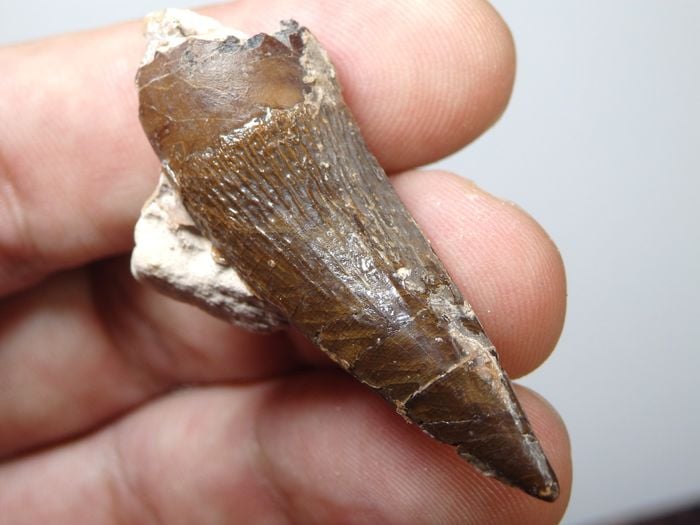 Plesiosaur or Ichthyosaur tooth? Goulmima, Morocco - Fossil ID - The ...