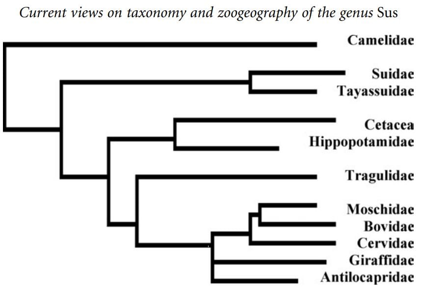 Peccary versus Modern Pig - Fossil ID - The Fossil Forum