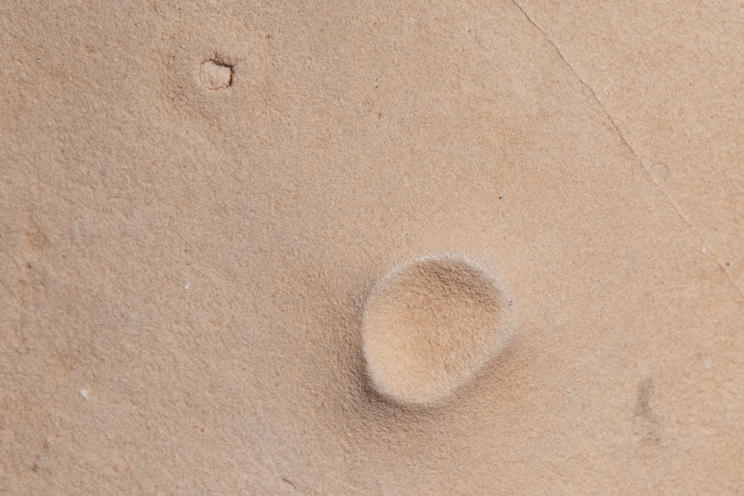 Fossilized raindrops? - Fossil ID - The Fossil Forum