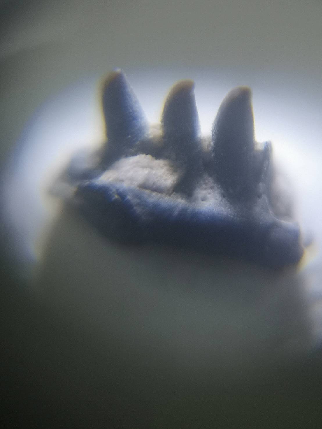 Need help ID these Permian jaw and teeth - Fossil ID - The Fossil Forum