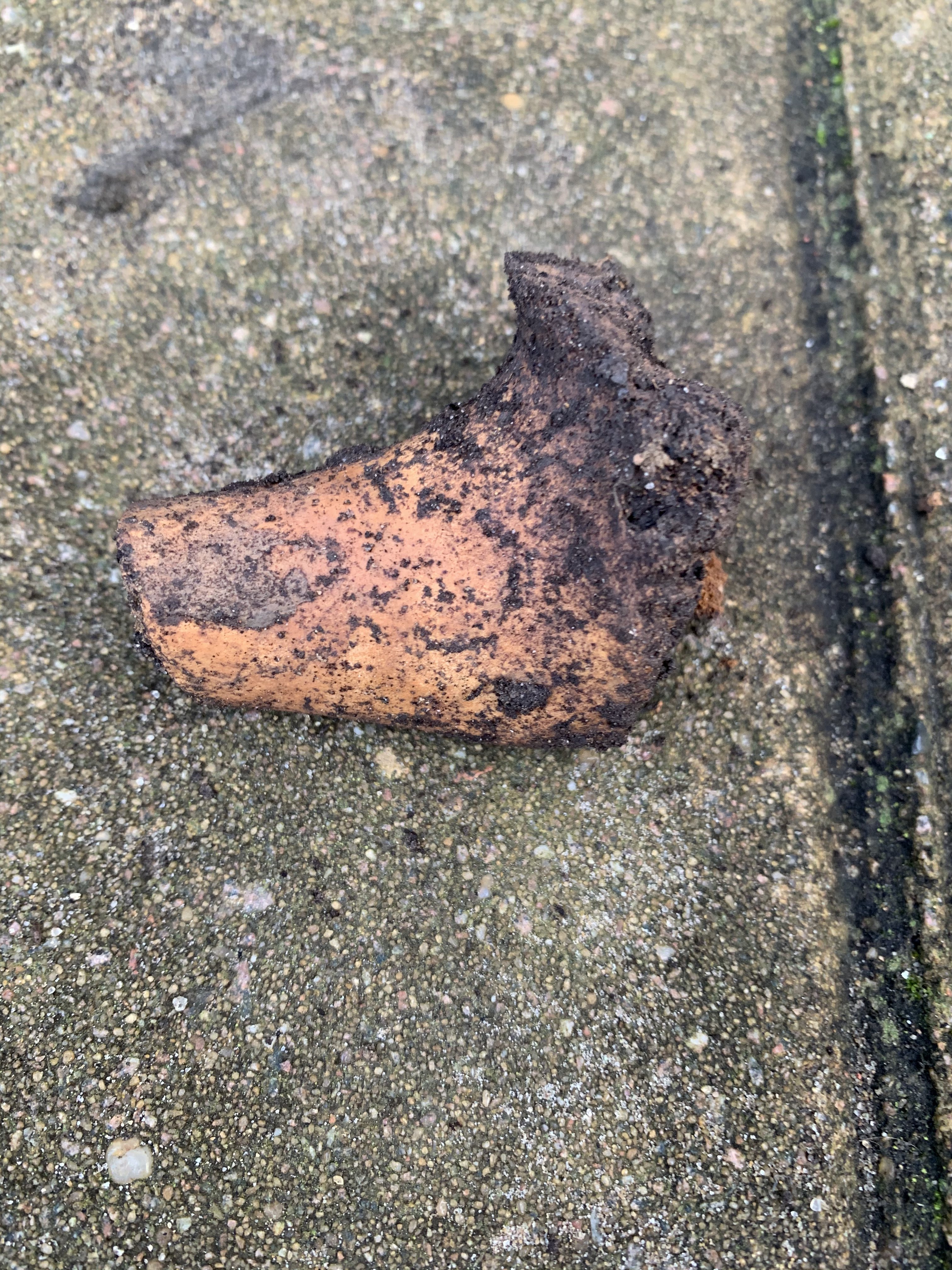 What is this? and why is it red? - Fossil ID - The Fossil Forum