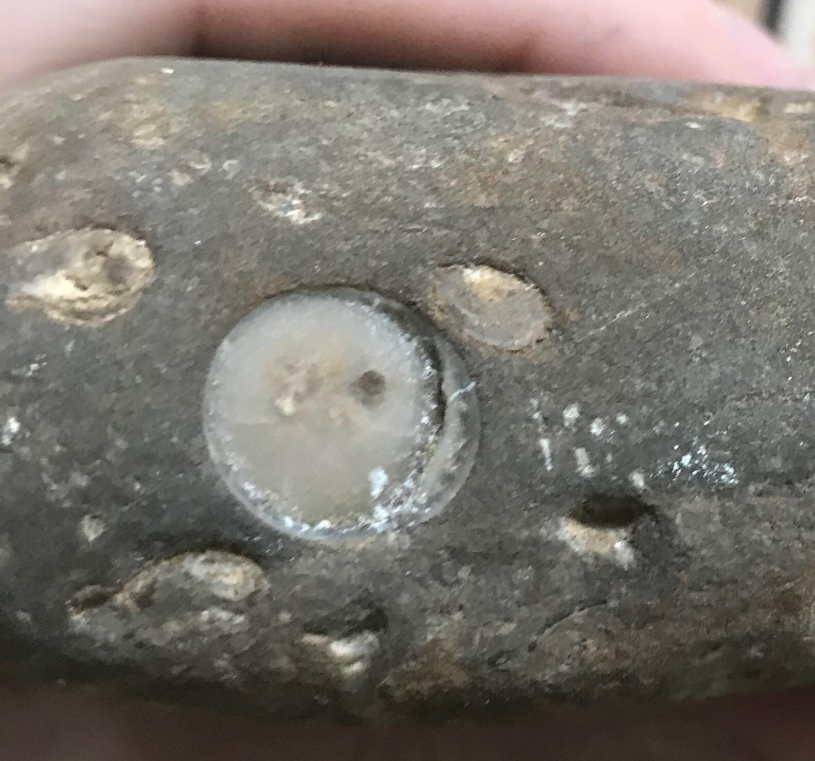 Orthocone From Ontario (Genus?) - Fossil ID - The Fossil Forum