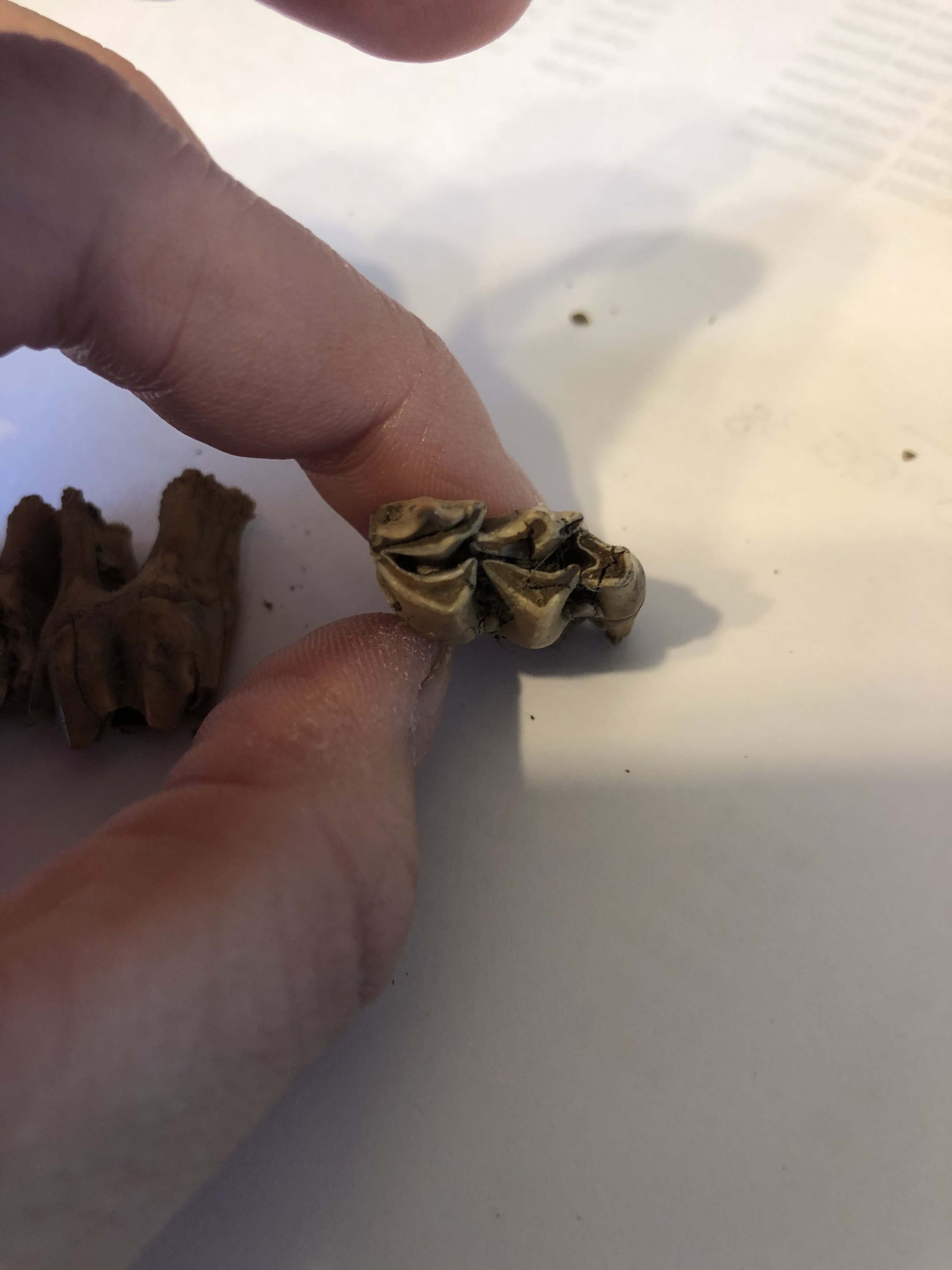 Tooth identification - Fossil ID - The Fossil Forum