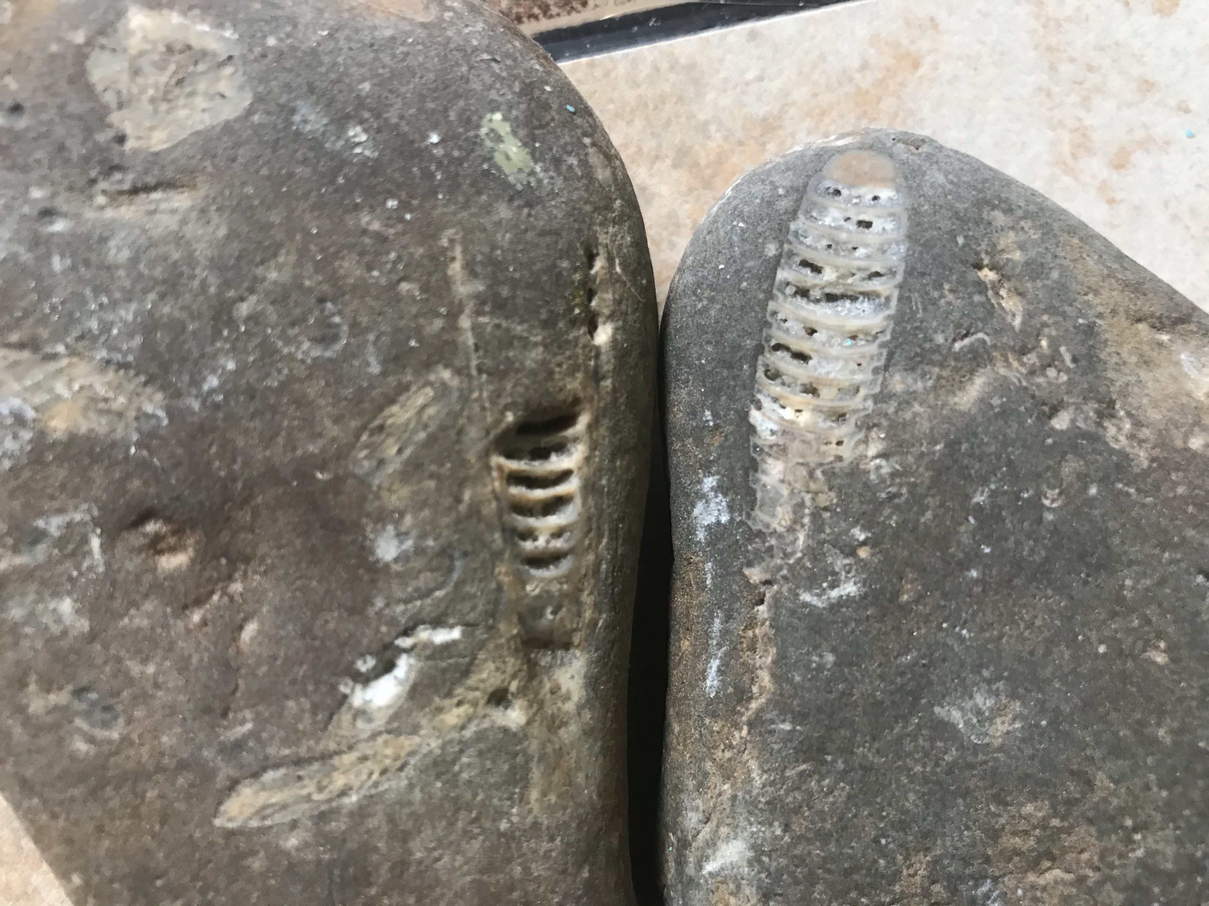 Orthocone From Ontario (Genus?) - Fossil ID - The Fossil Forum