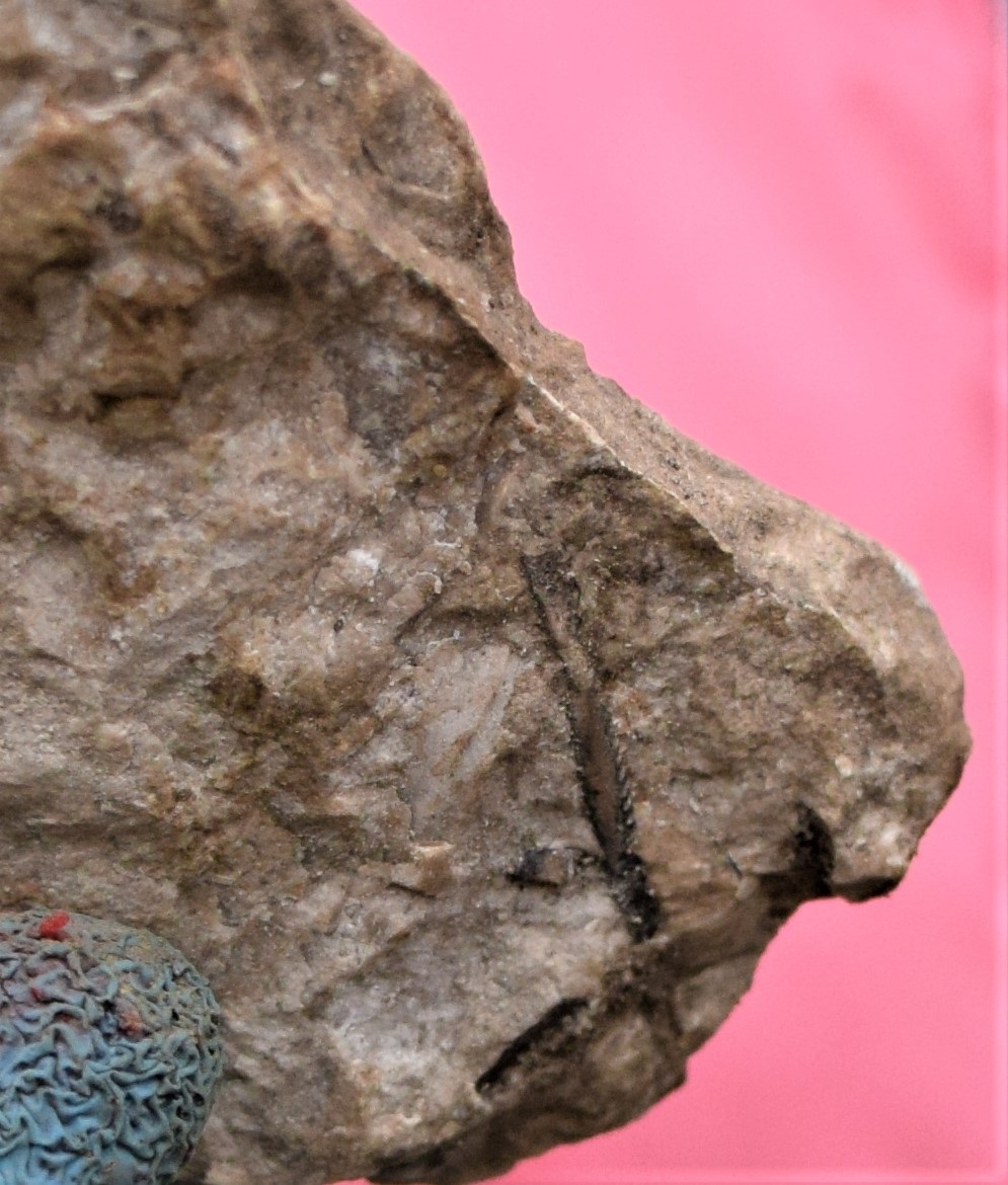 First Group Fossil Hunt of the Season - Thaleops Trilobite! - Fossil ...