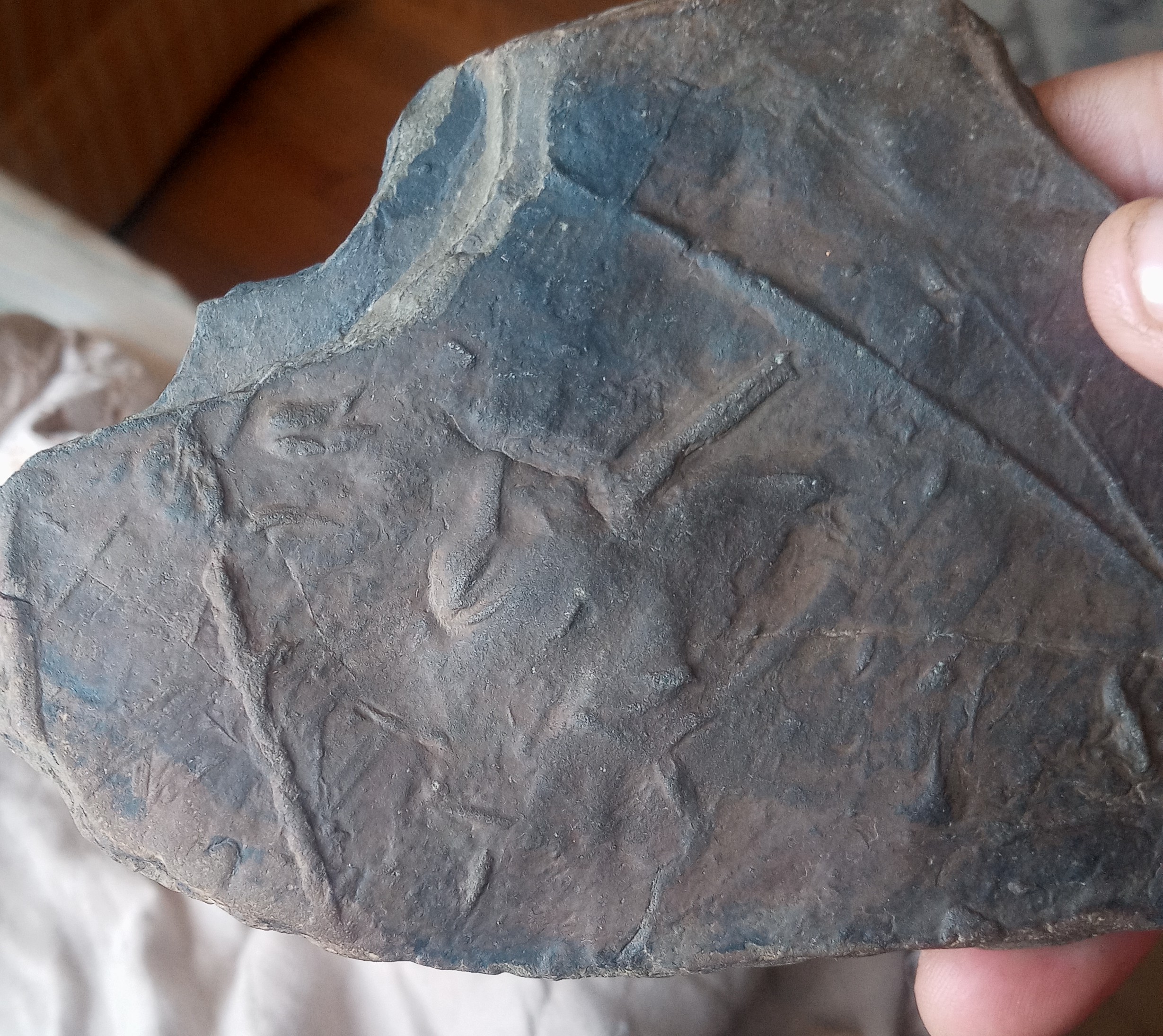 Possible Triassic fish (Passaic formation, New Jersey) - Fossil ID ...
