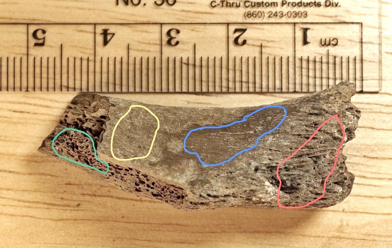 Microscope enlargement - Questions & Answers - The Fossil Forum