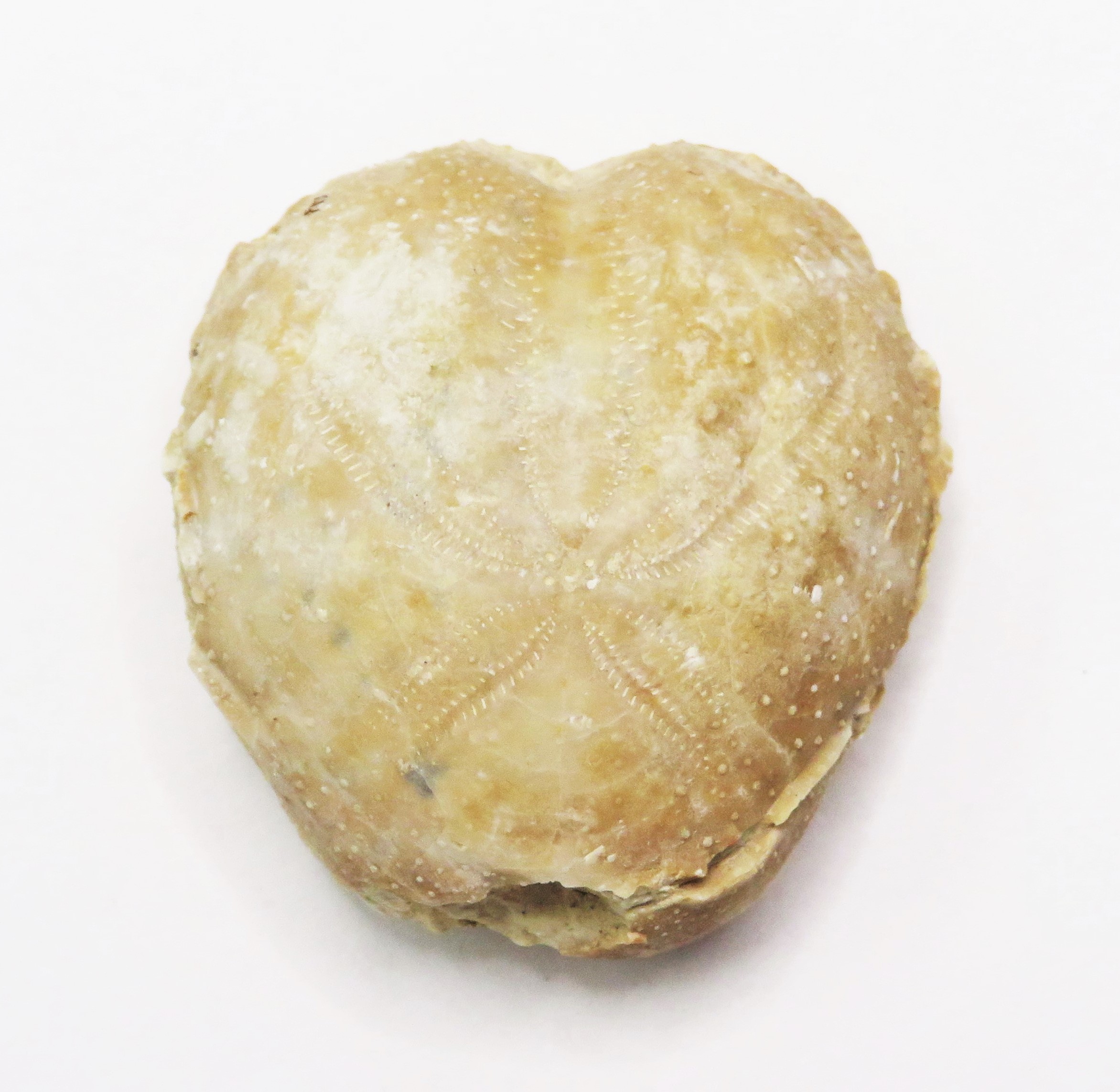 Texas Day Tripping - Ammonites, Echinoids, Fish Verts and more ...