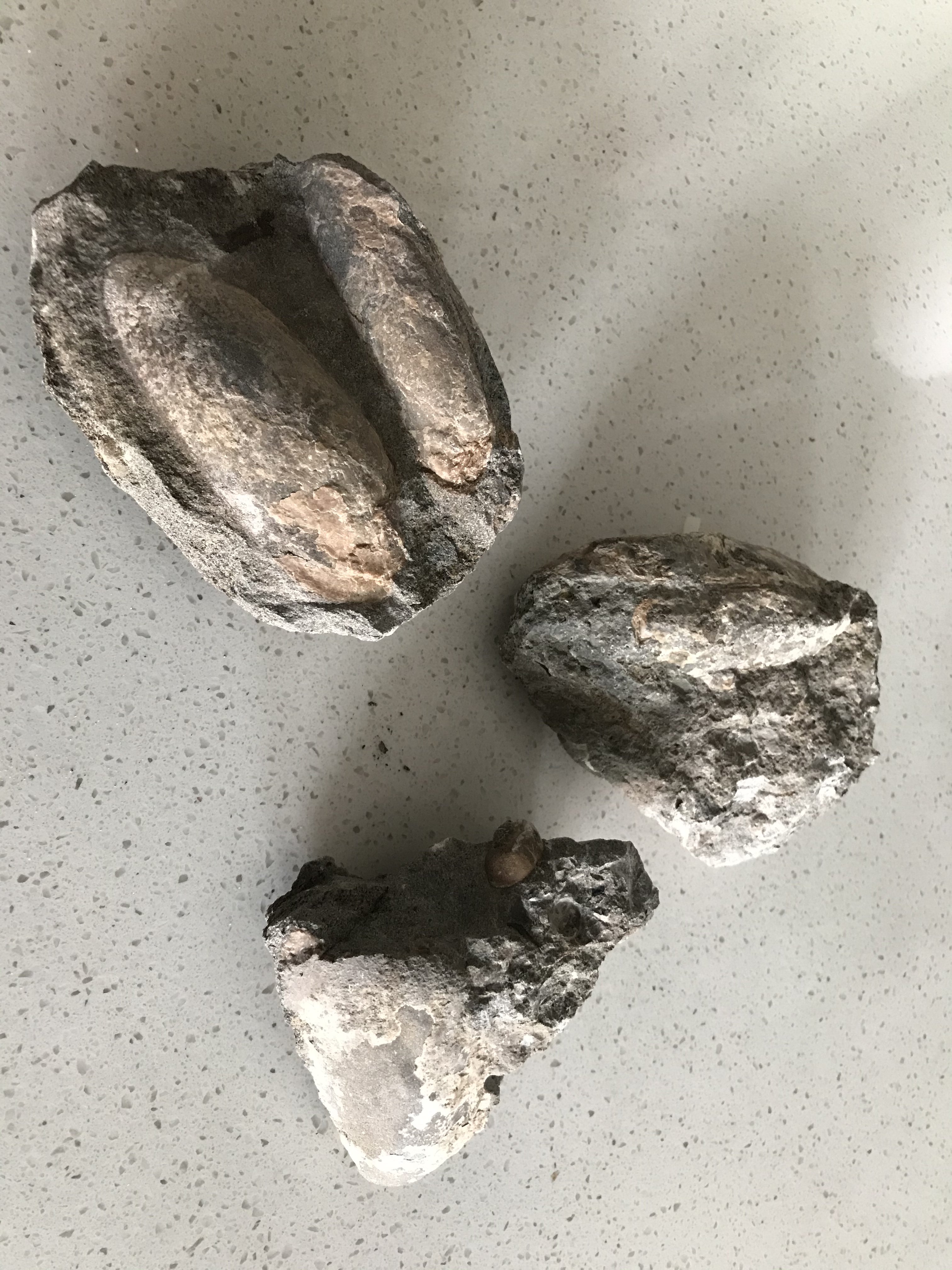 Shells Found - Cochrane, Alberta - Fossil Preparation - The Fossil Forum