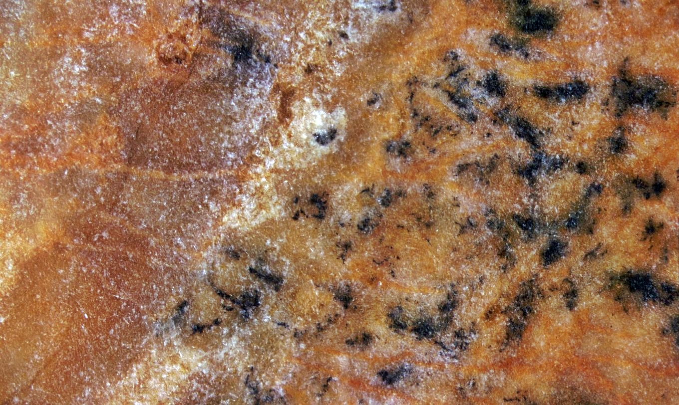 Stromatolites under Microscope: What am I looking at? - Micro ...