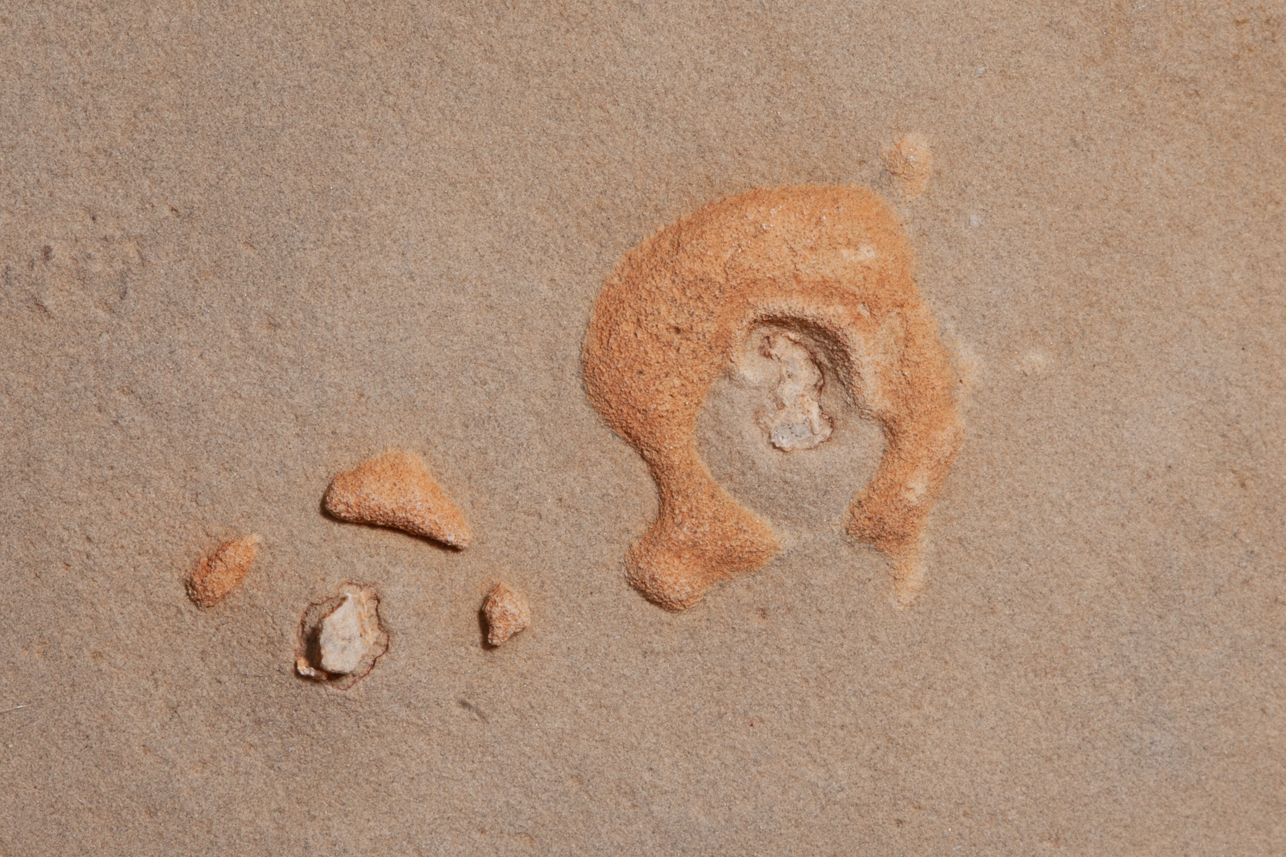 Fossilized raindrops? - Fossil ID - The Fossil Forum