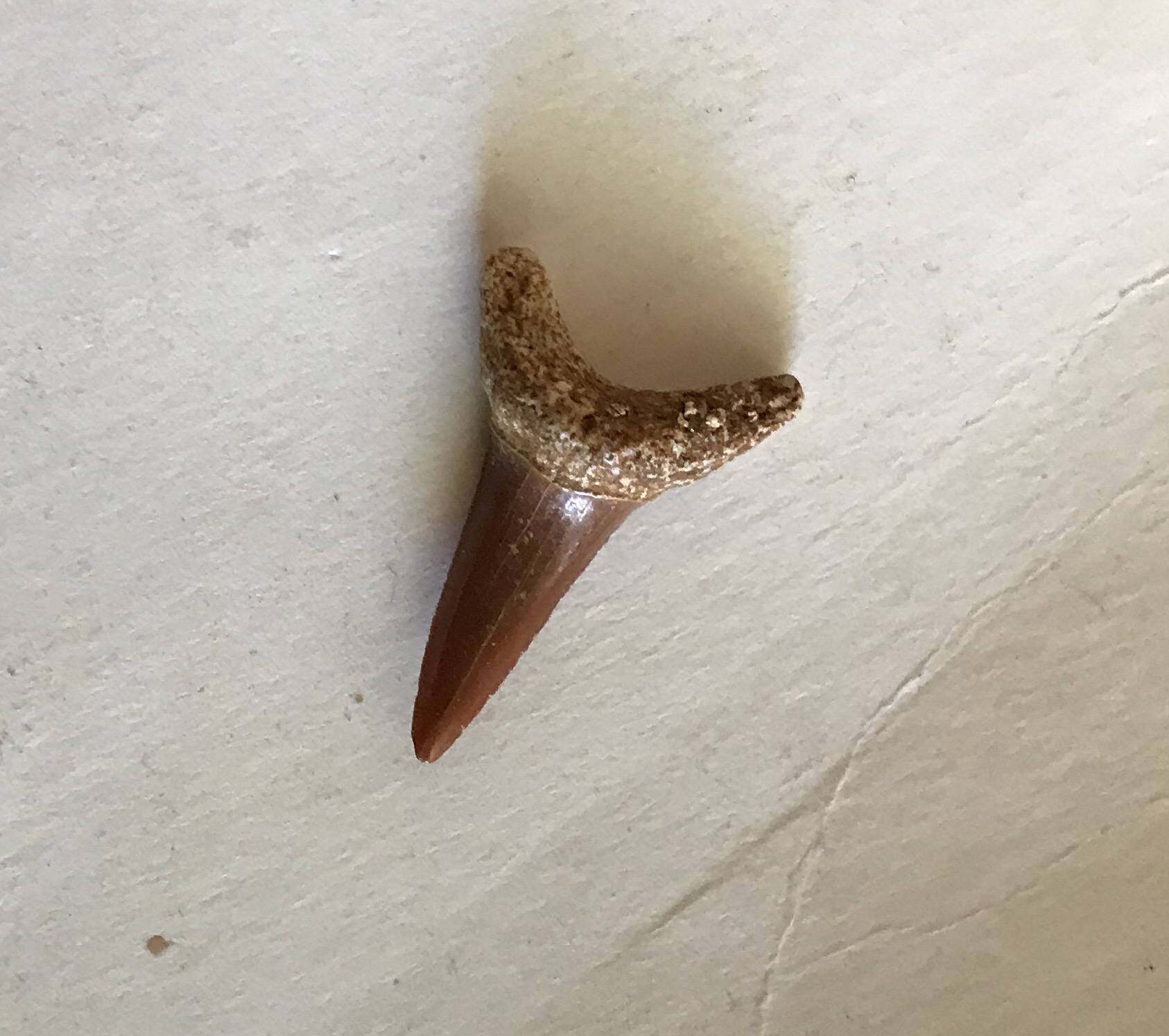 Kem Kem Lamniformes teeth - Fossil ID - The Fossil Forum