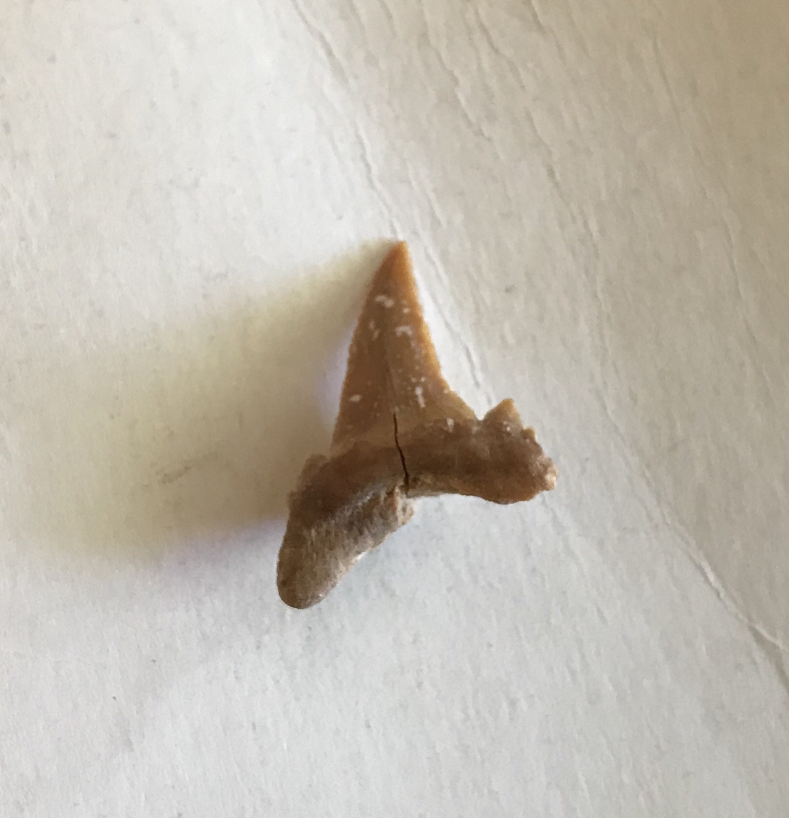 Kem Kem Lamniformes teeth - Fossil ID - The Fossil Forum