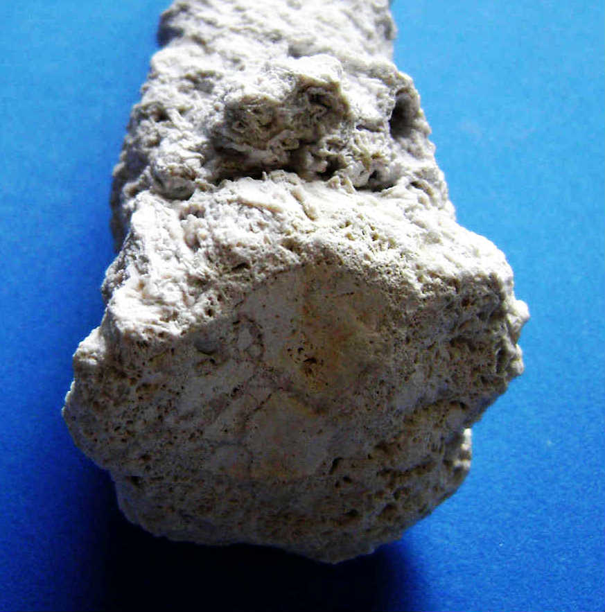 Tampa Bay Fossilized Coral Branch? - Fossil ID - The Fossil Forum