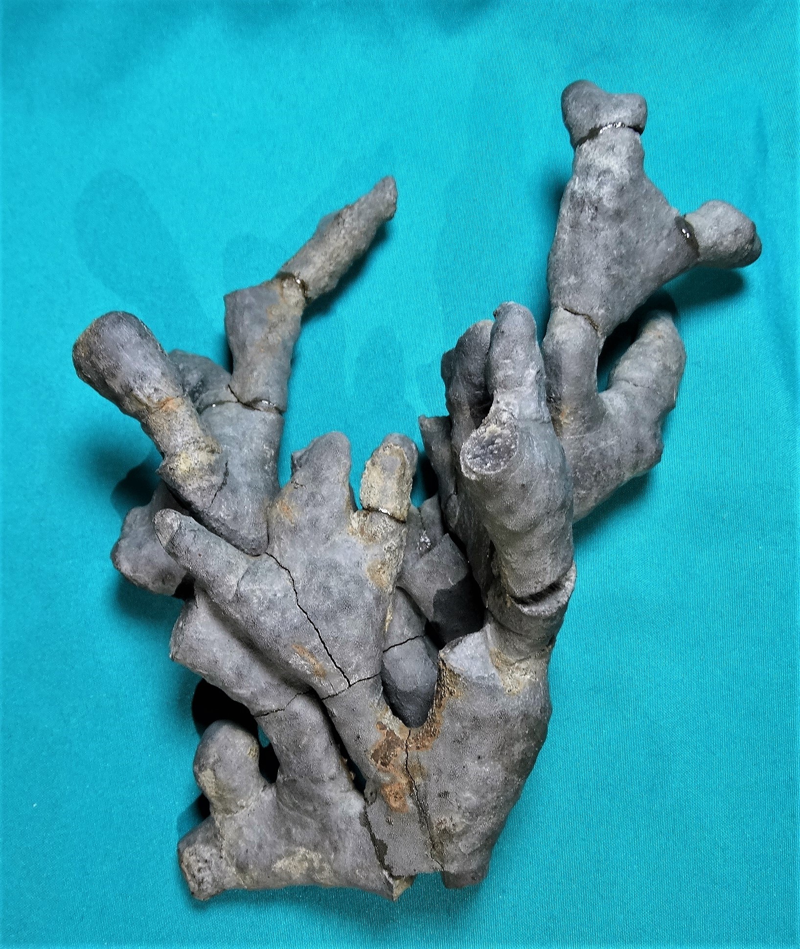 Devonian Bryozoa colony found, reassembled, displayed, resurrected ...