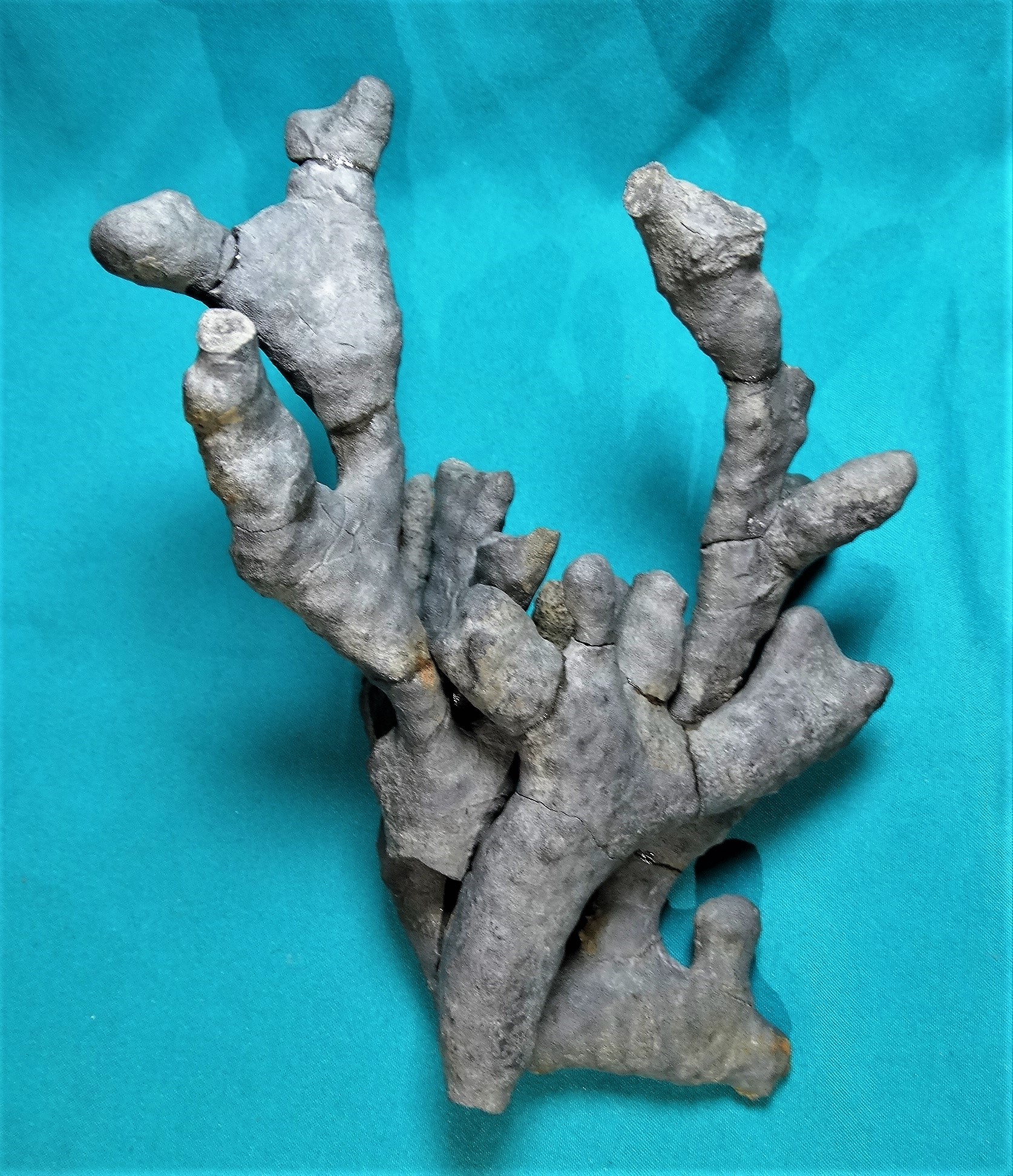 Devonian Bryozoa colony found, reassembled, displayed, resurrected ...