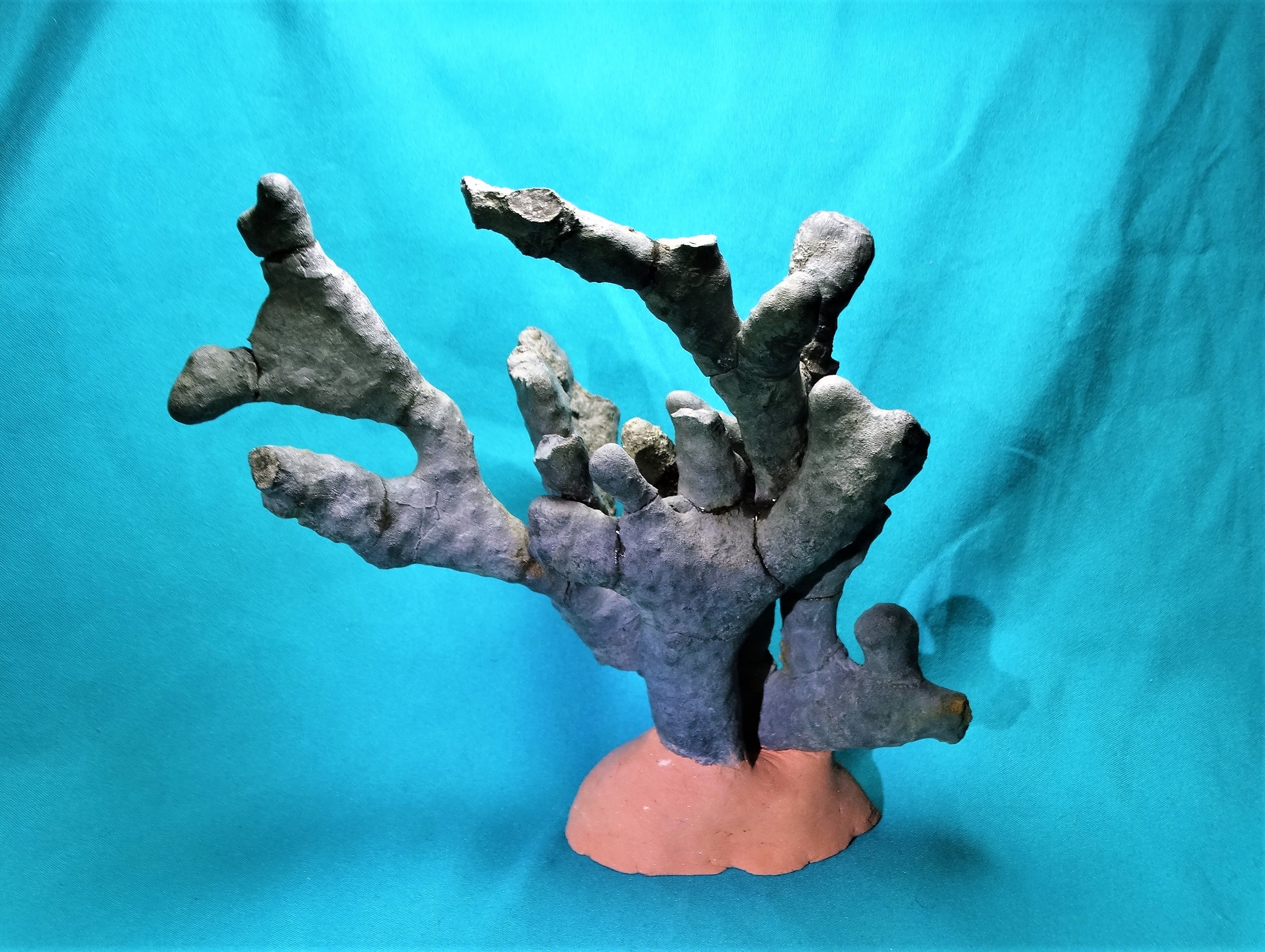 Devonian Bryozoa colony found, reassembled, displayed, resurrected ...
