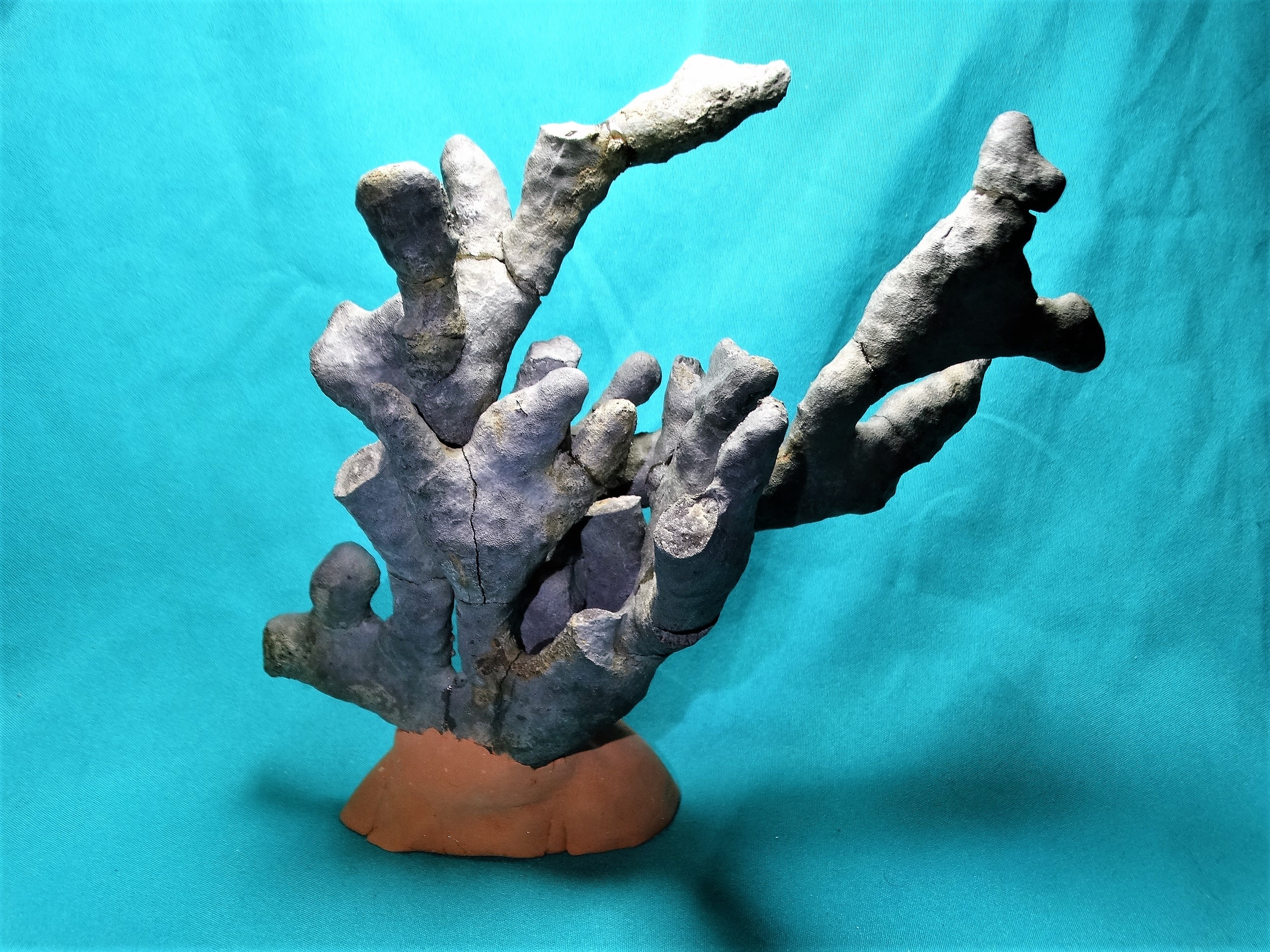Devonian Bryozoa colony found, reassembled, displayed, resurrected ...