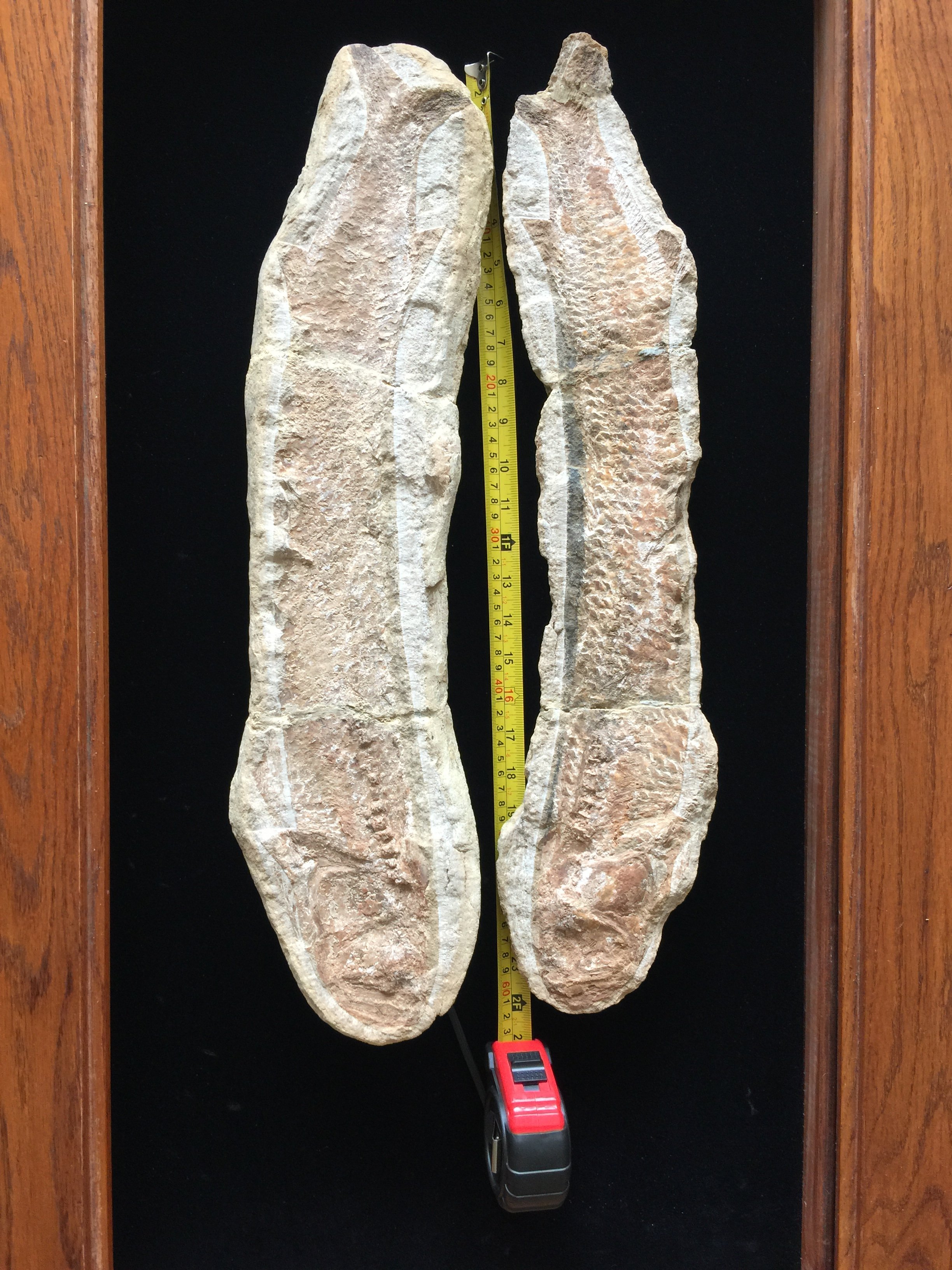 Is this 25 inch long fish fossil an Actinopterygian? - Fossil ID - The ...