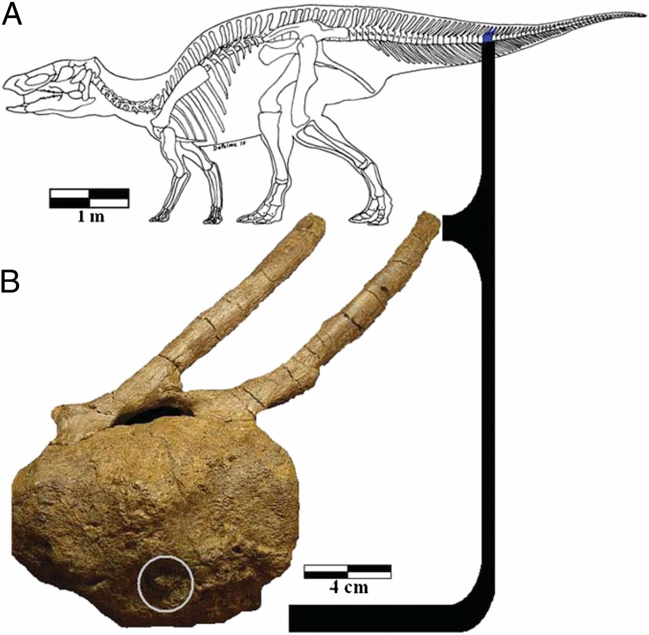 Could T-rex Have Been a Persistence Predator? - Questions & Answers ...