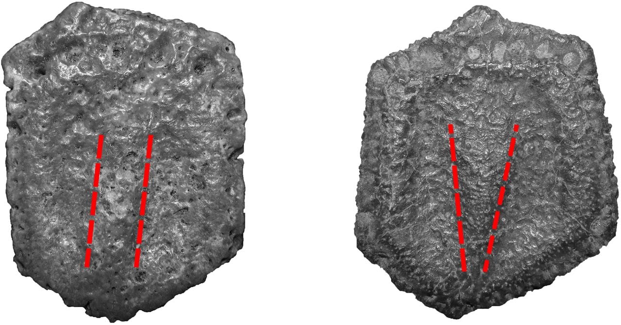 What kind of fish mouth plate is this? - Fossil ID - The Fossil Forum
