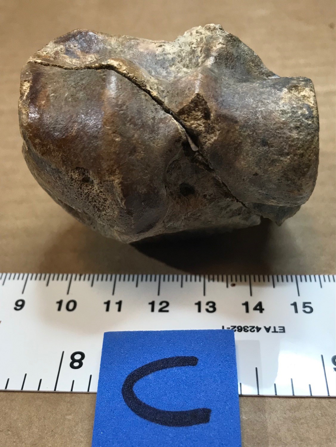 Humerus in Venice? - Fossil ID - The Fossil Forum