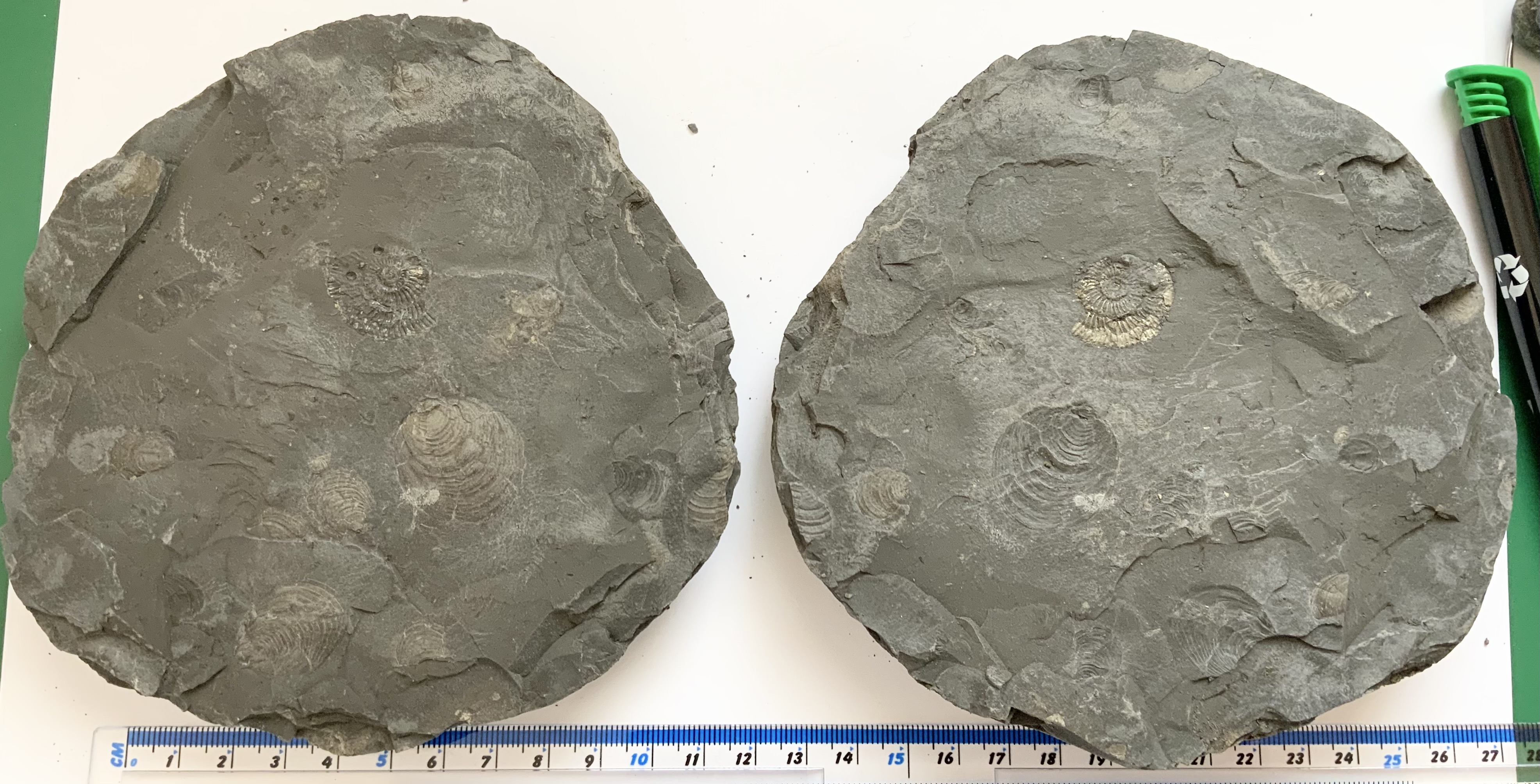 Questions on using paraloid - Fossil Preparation - The Fossil Forum