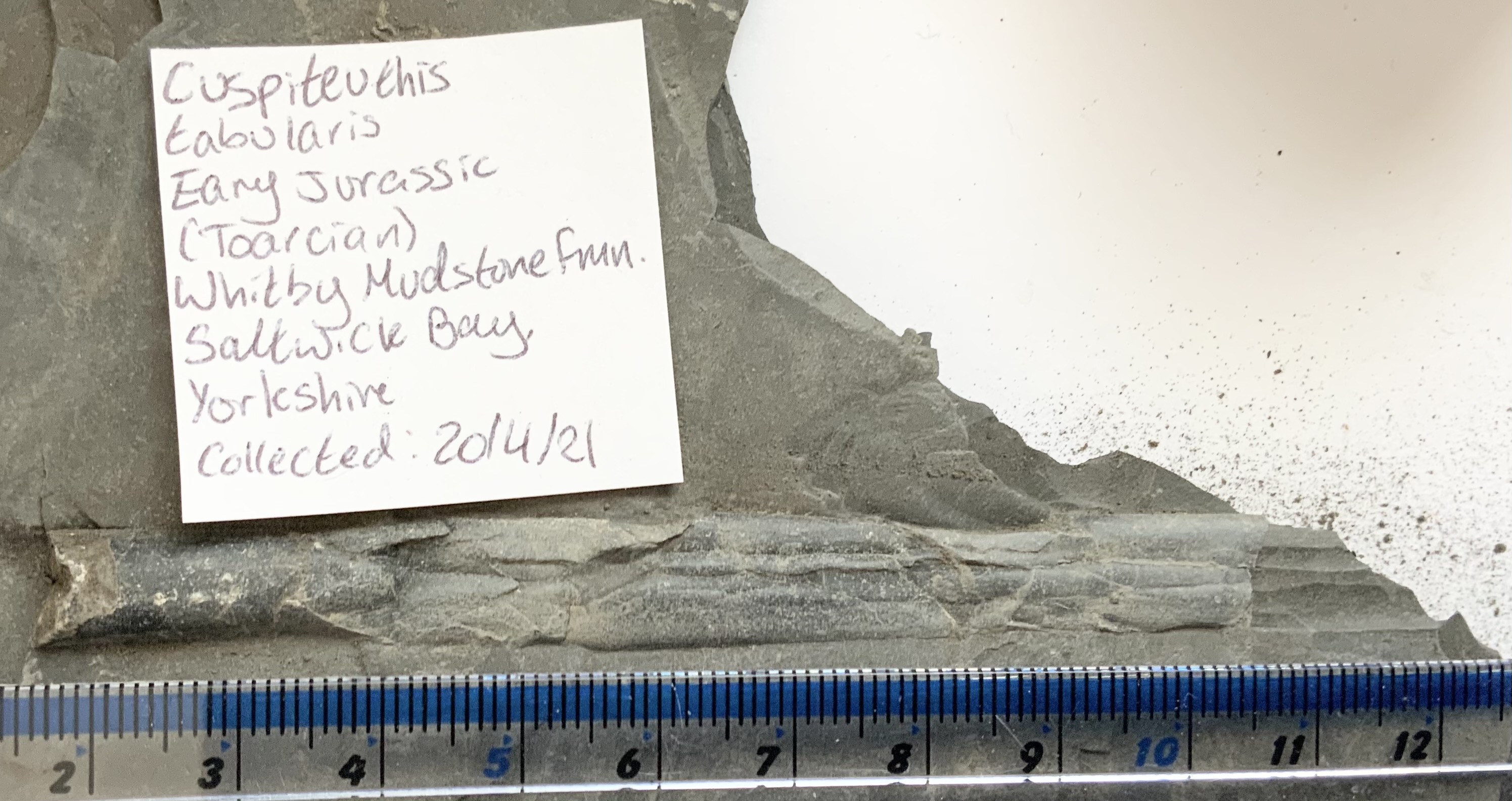 Questions on using paraloid - Fossil Preparation - The Fossil Forum