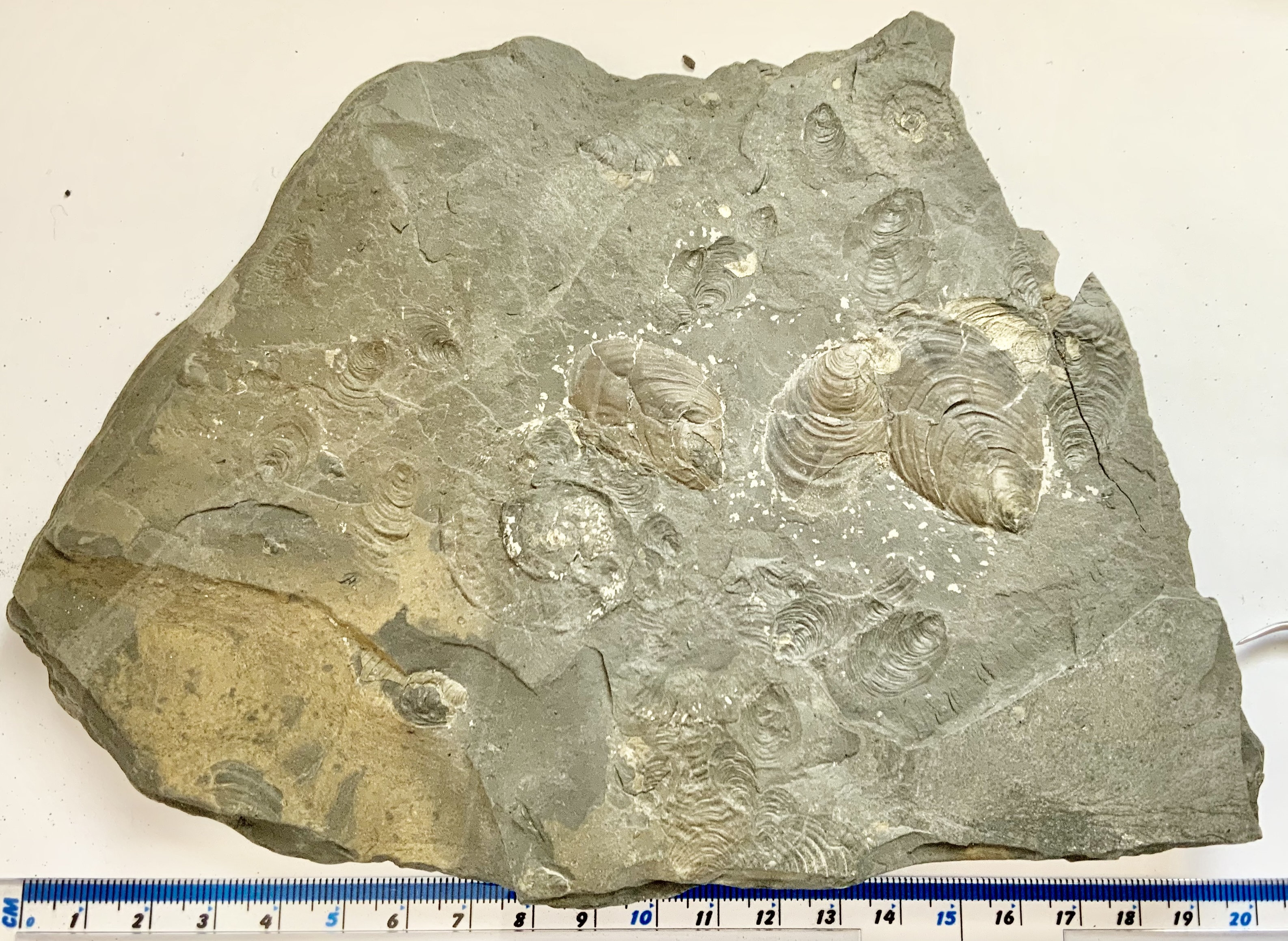 Questions on using paraloid - Fossil Preparation - The Fossil Forum