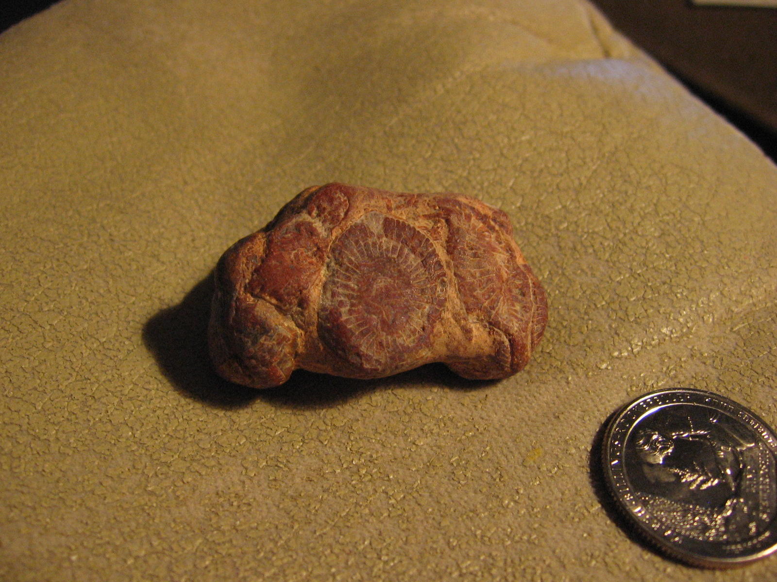 red plant fossil rarer than white fossil ????? - General Fossil ...