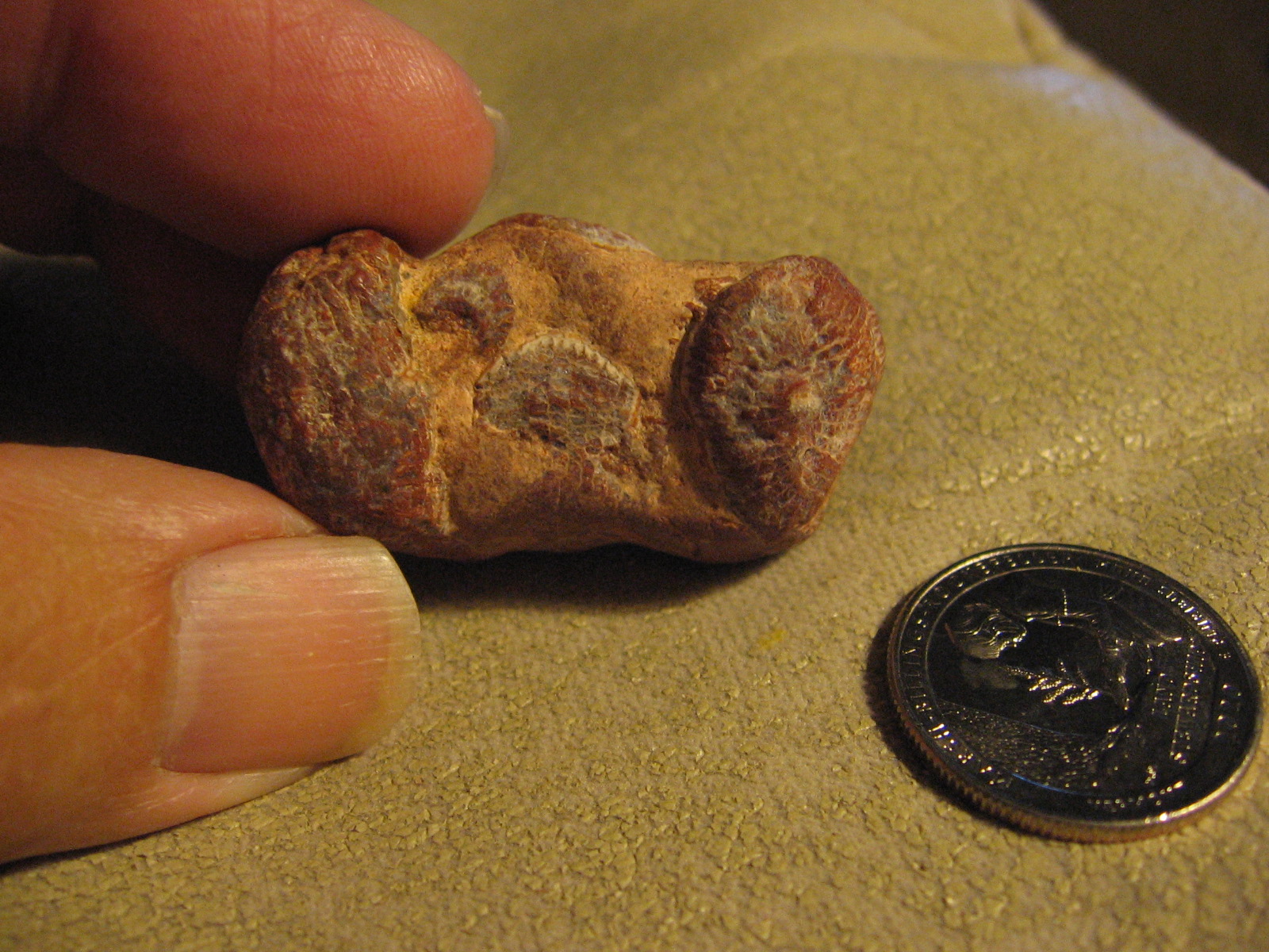 red plant fossil rarer than white fossil ????? - General Fossil ...