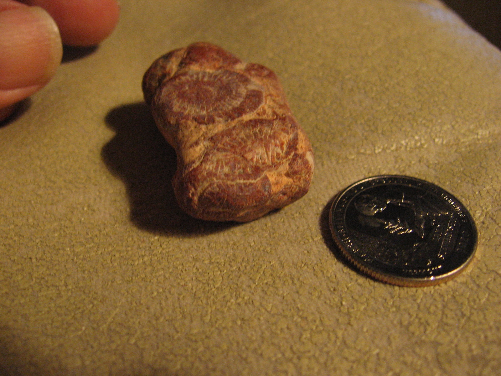 red plant fossil rarer than white fossil ????? - General Fossil ...