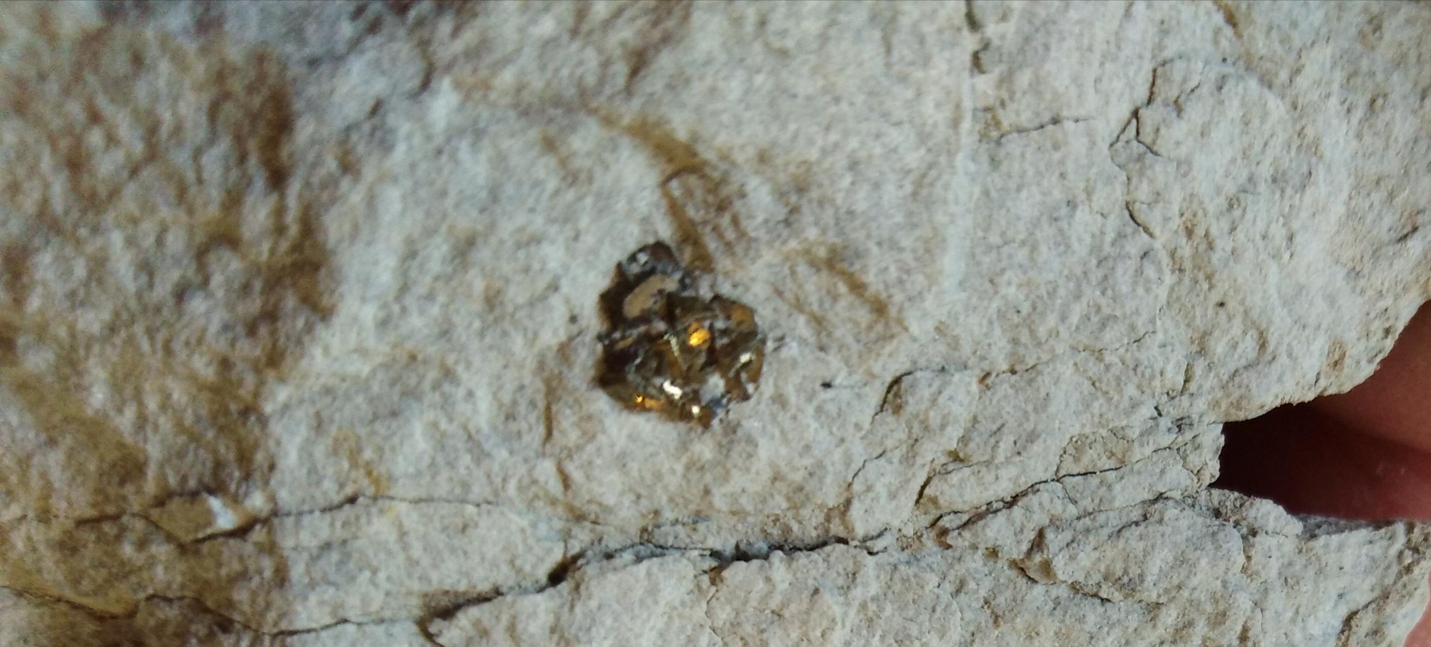 Fossil hunting with Caterpillar - Fossil Hunting Trips - The Fossil Forum