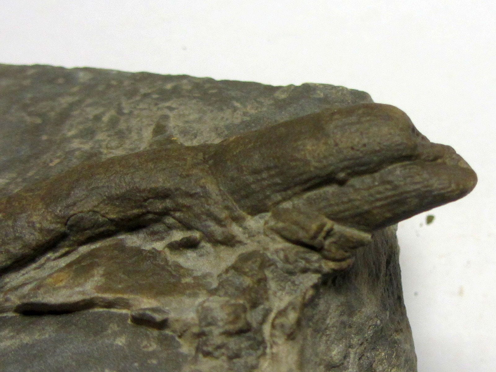 Palaeophycus striatus (Hall 1852) - Ichnofossils (Trace Fossils) - The ...
