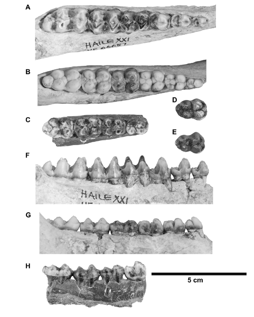 (Rare) unidentified Calvert Cliffs mammal tooth ?? - Fossil ID - The ...