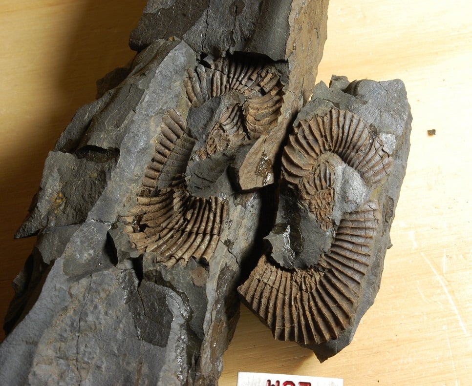 Questions on using paraloid - Fossil Preparation - The Fossil Forum