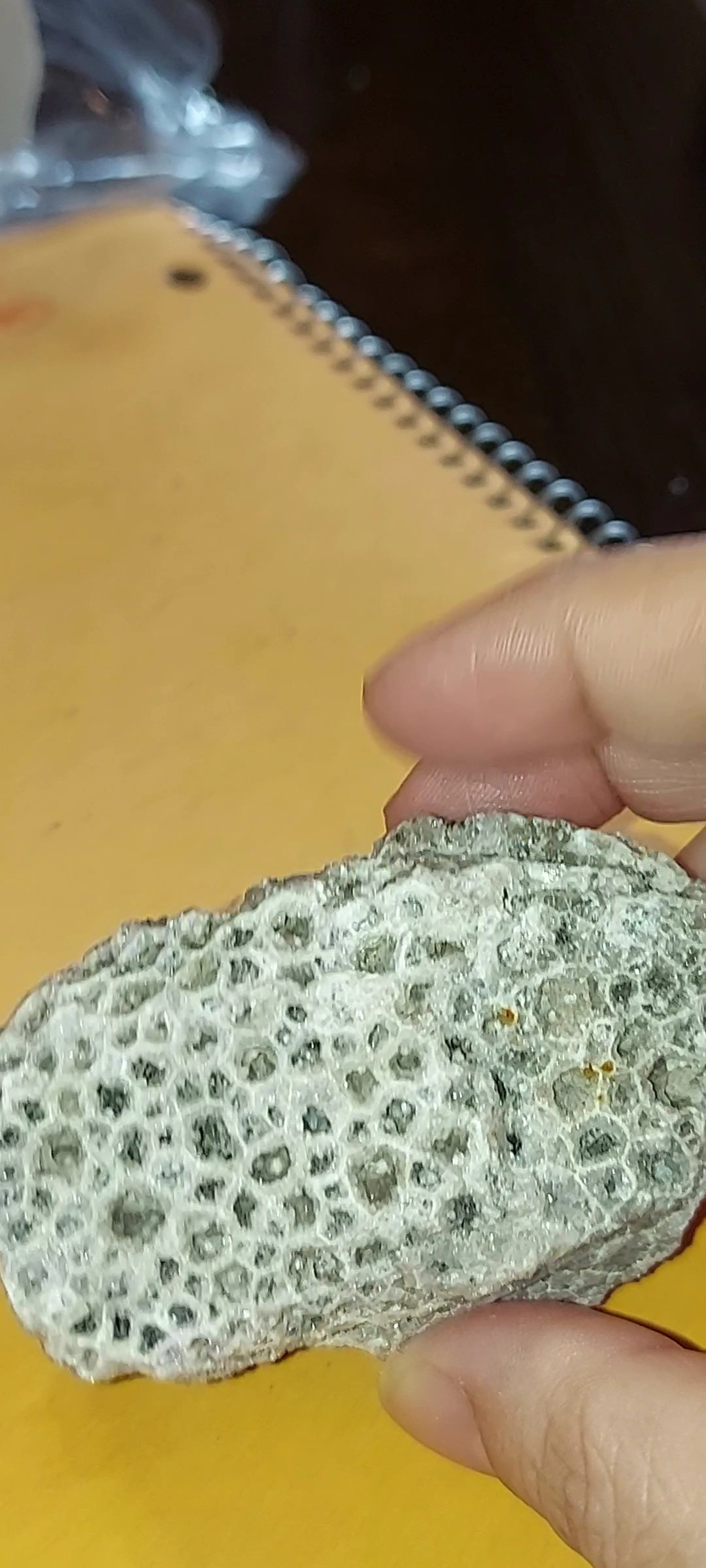 Crystallized sponge? - Fossil ID - The Fossil Forum
