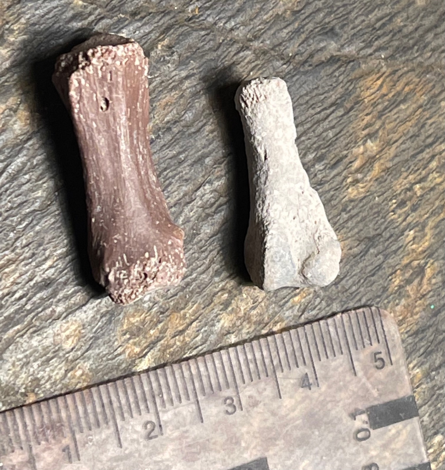 Small marine? mammal bones, Lee Creek Mine, Pliocene - Fossil ID - The ...