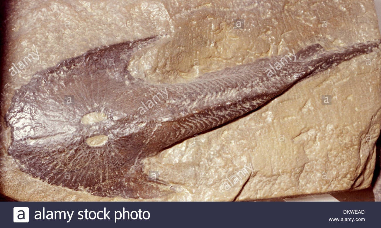Ostracoderm Fragment? - Fossil ID - The Fossil Forum