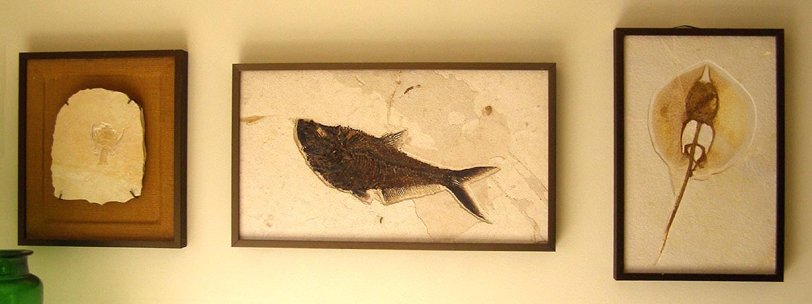 Hanging Fossil Fish and Other Stuff - Fossil Preparation - The Fossil Forum