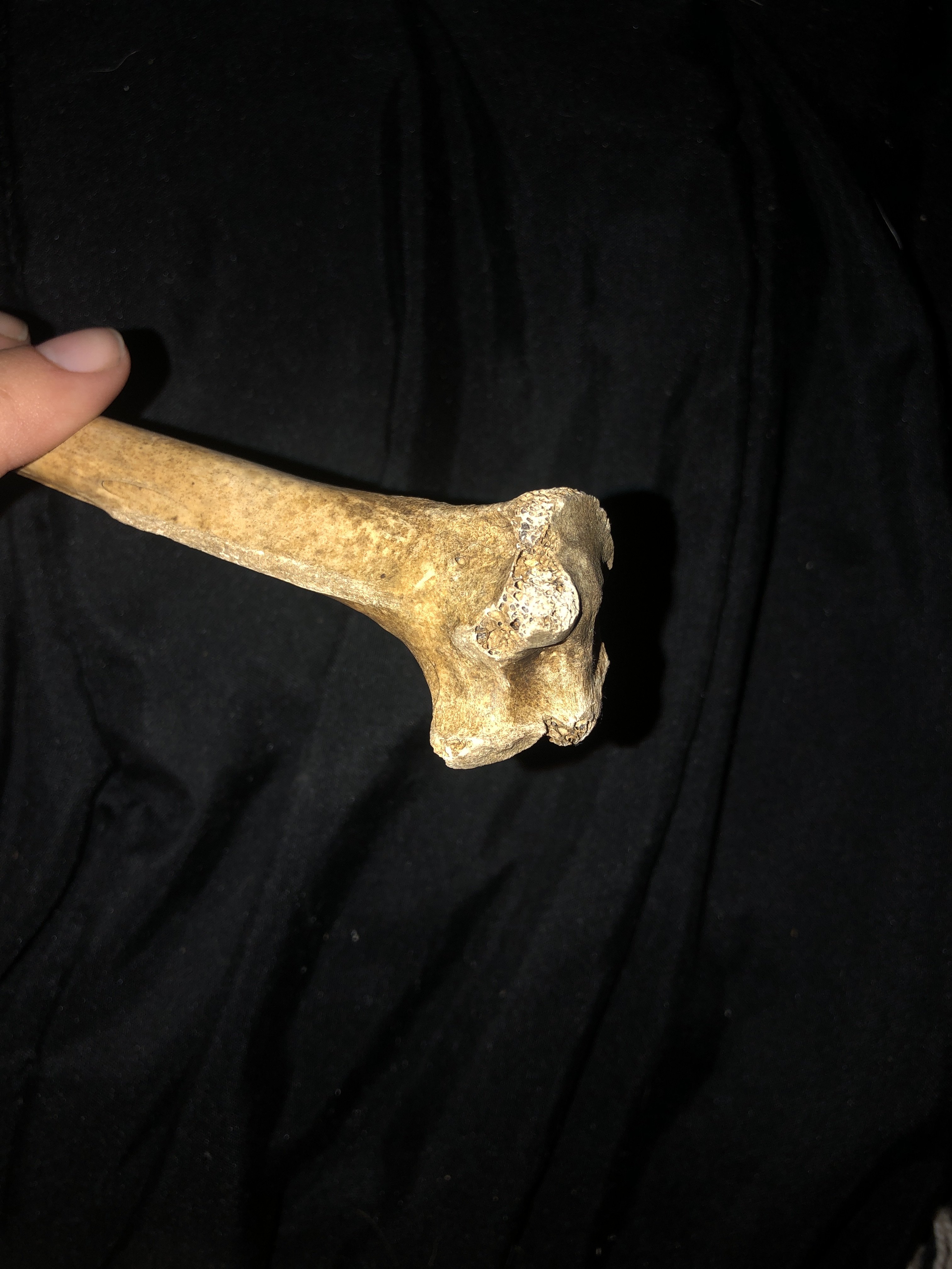 Mystery Femur - Fossil ID - The Fossil Forum