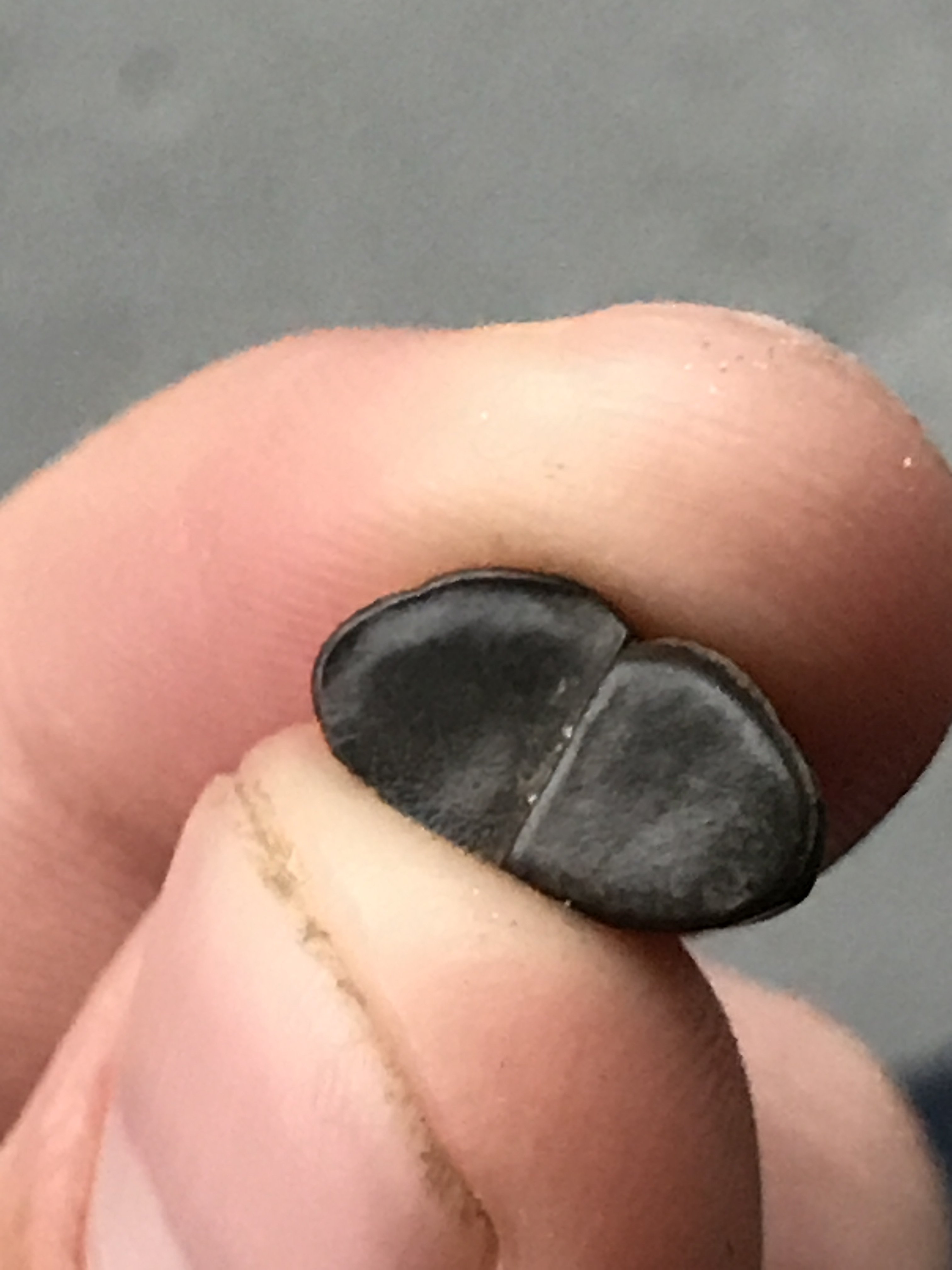 What kind of fish mouth plate is this? - Fossil ID - The Fossil Forum