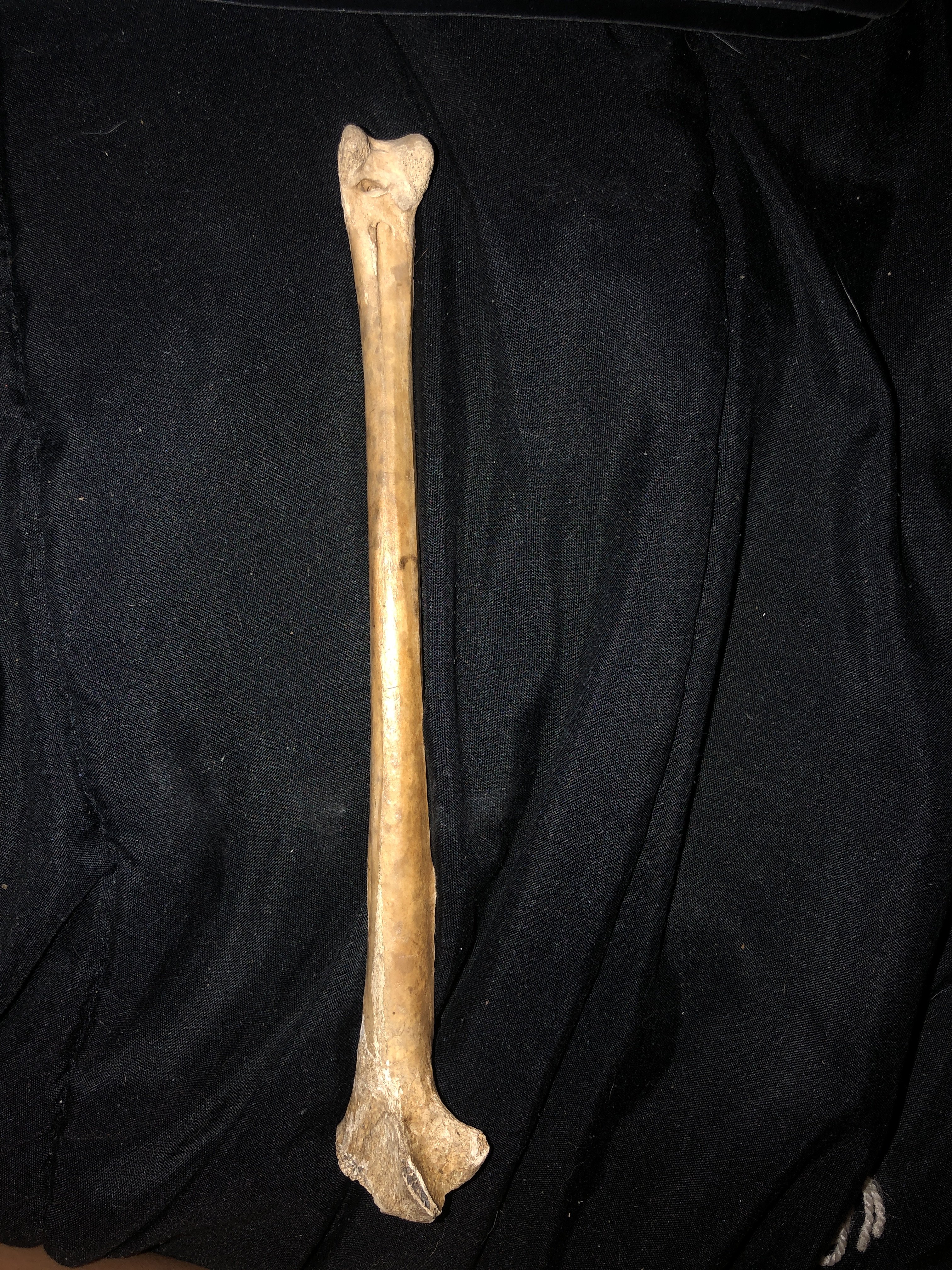 Mystery Femur - Fossil ID - The Fossil Forum