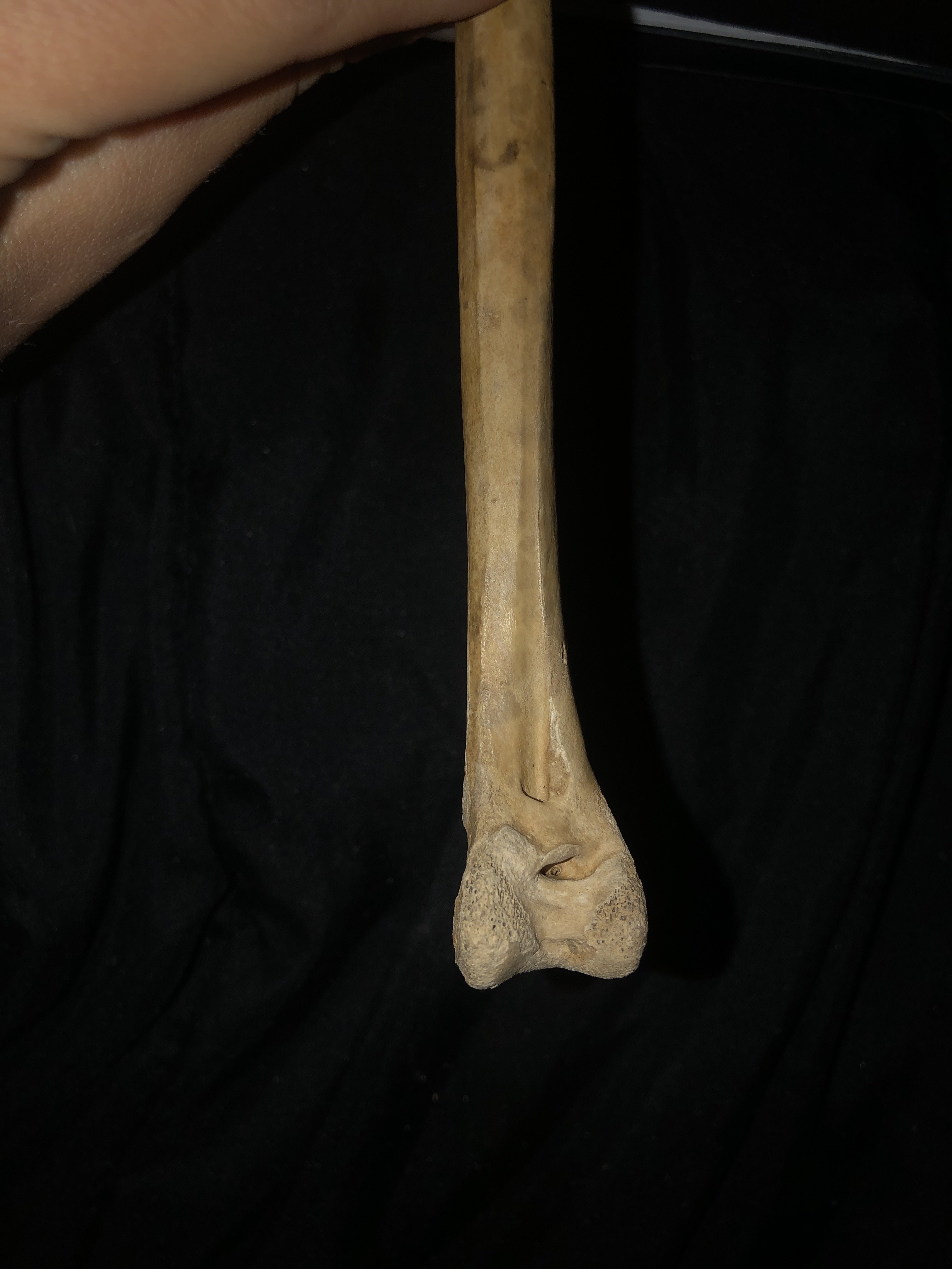 Mystery Femur - Fossil ID - The Fossil Forum