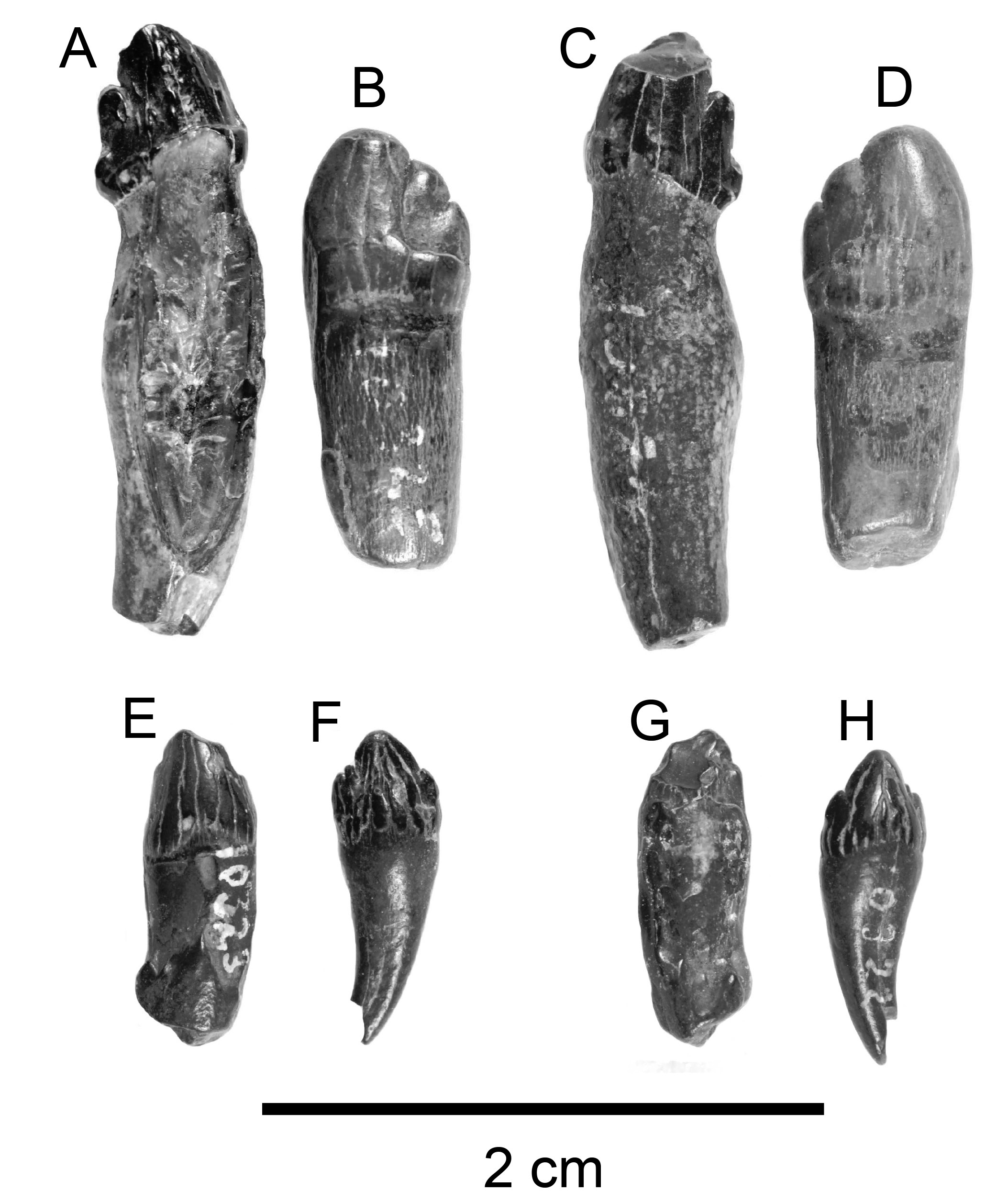 Need help on this marine mammal tooth - Fossil ID - The Fossil Forum