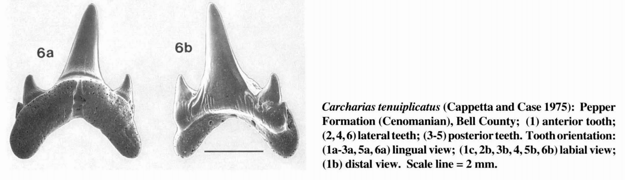 Kem Kem Lamniformes teeth - Fossil ID - The Fossil Forum