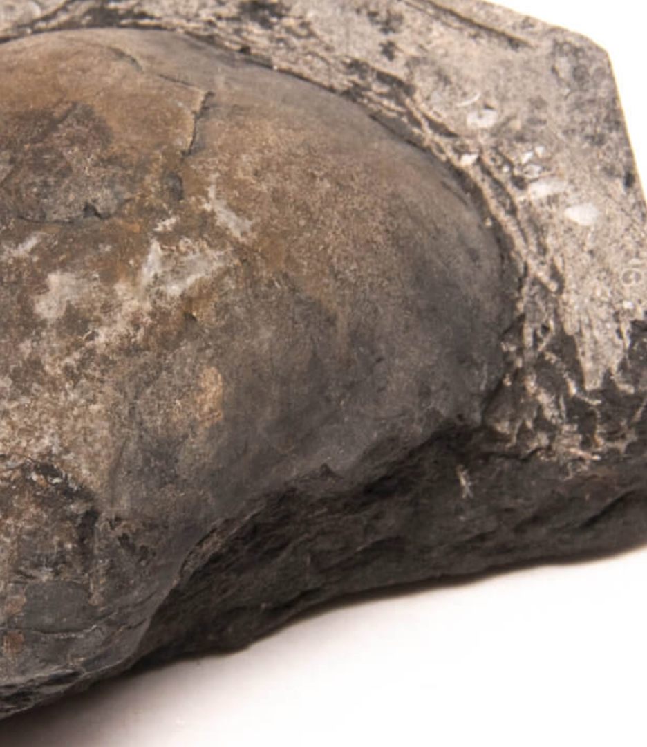 Pennsylvanian Fossils from the Glenshaw Formation - Page 5 - Member ...