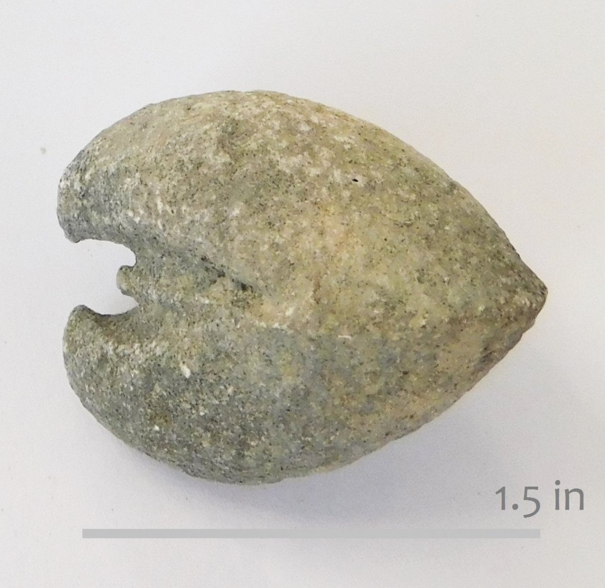 Bivalve Cardium congestum GR - Bivalves - The Fossil Forum